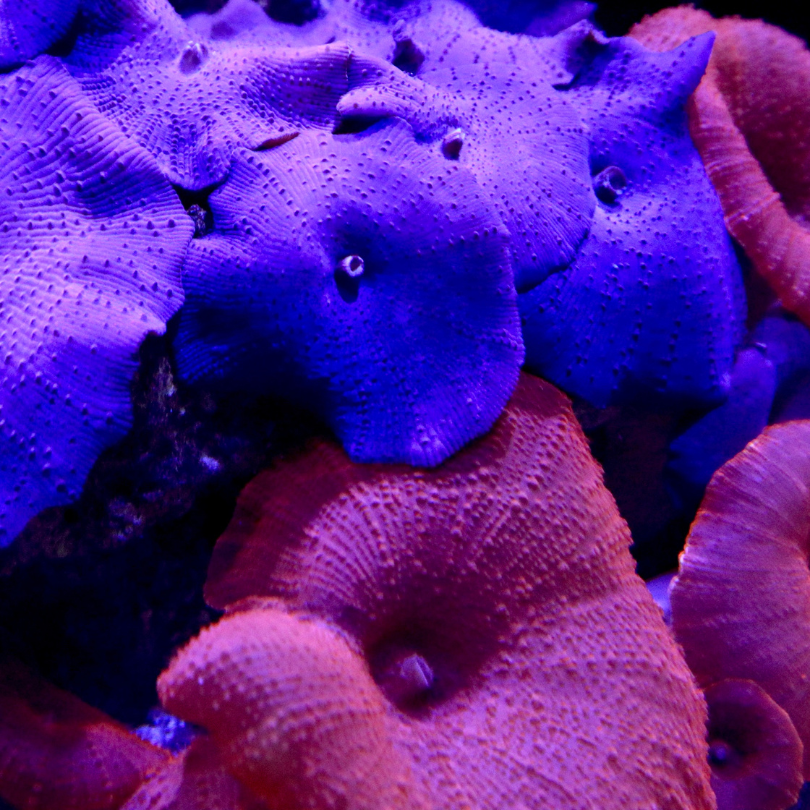 Top 5 corals for beginners in the hobby – thecoralcentre