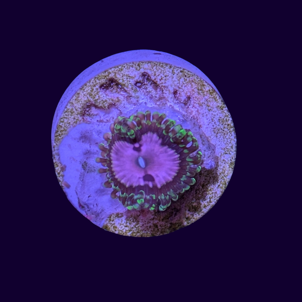 Largest selection of mail order & Collection coral frags in the UK ...