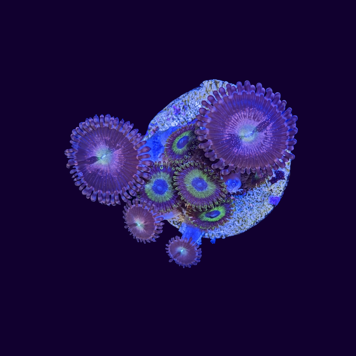 Purple Bee Mix Zoa Frag – thecoralcentre
