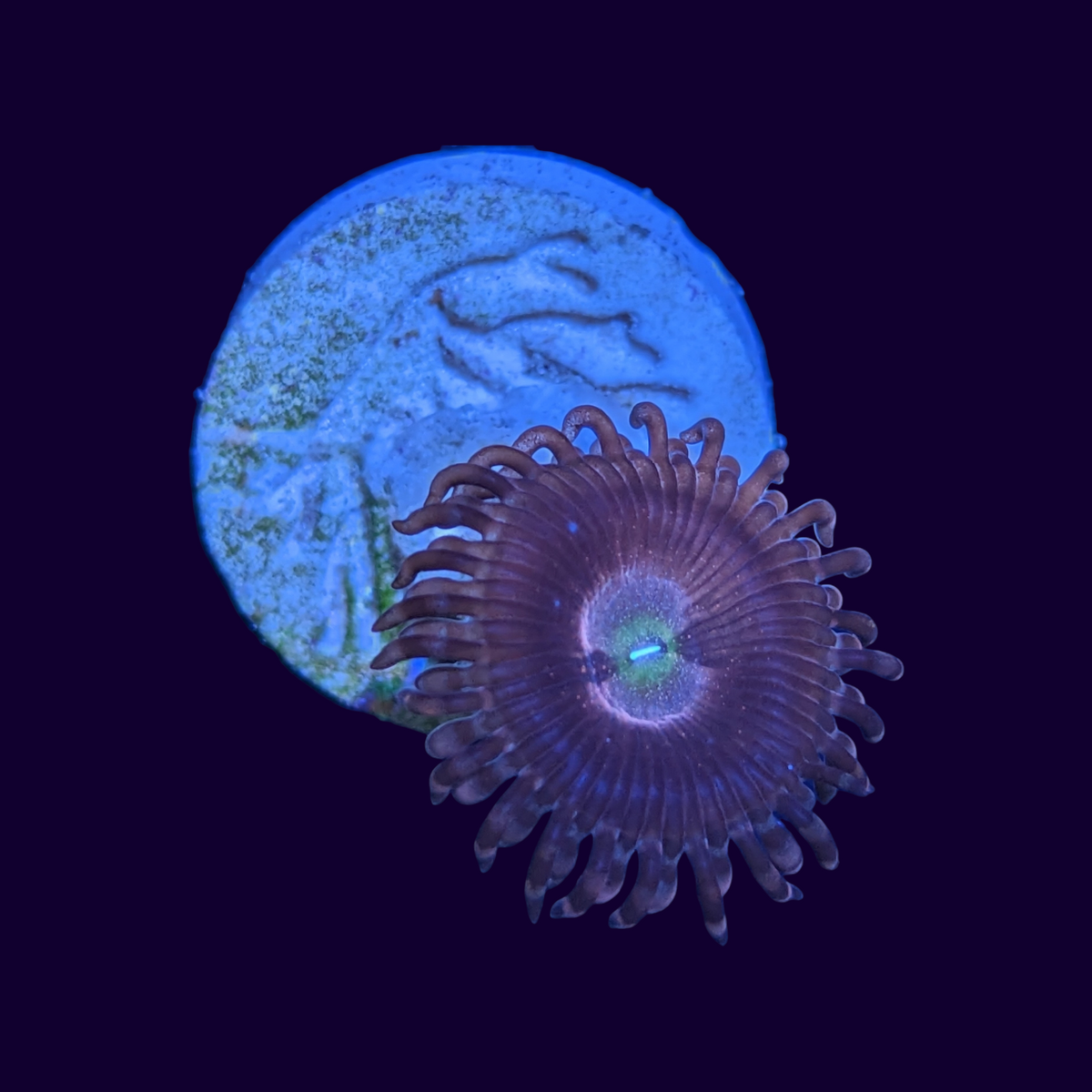 Purple Bee Zoa – thecoralcentre