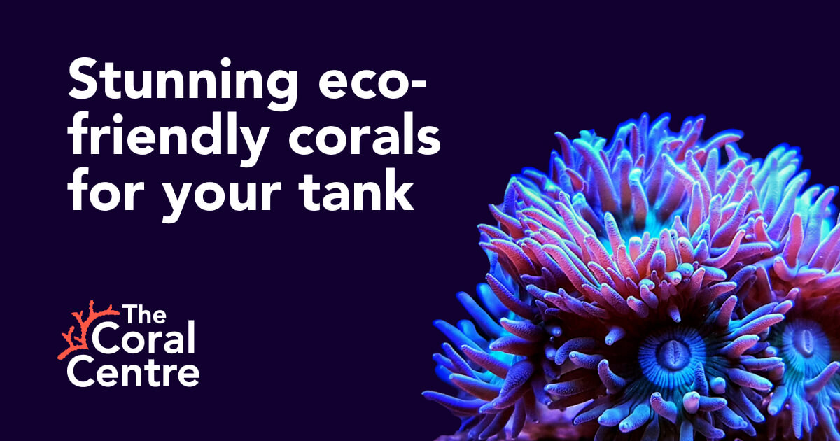 Largest selection of mail order & Collection coral frags in the UK ...