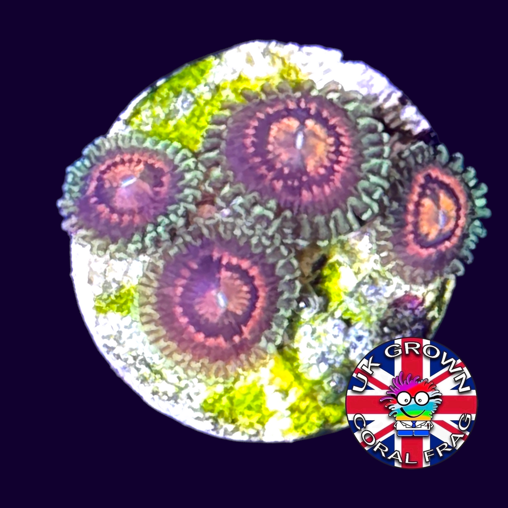 Largest selection of mail order & Collection coral frags in the UK ...