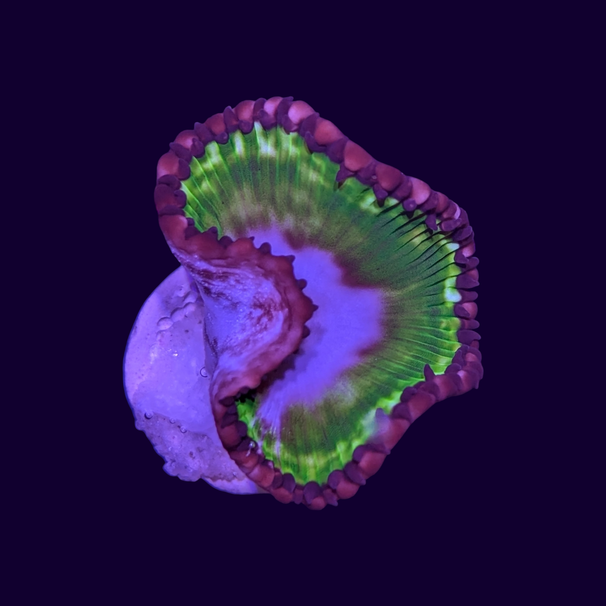 Grandis Paly Coral – thecoralcentre