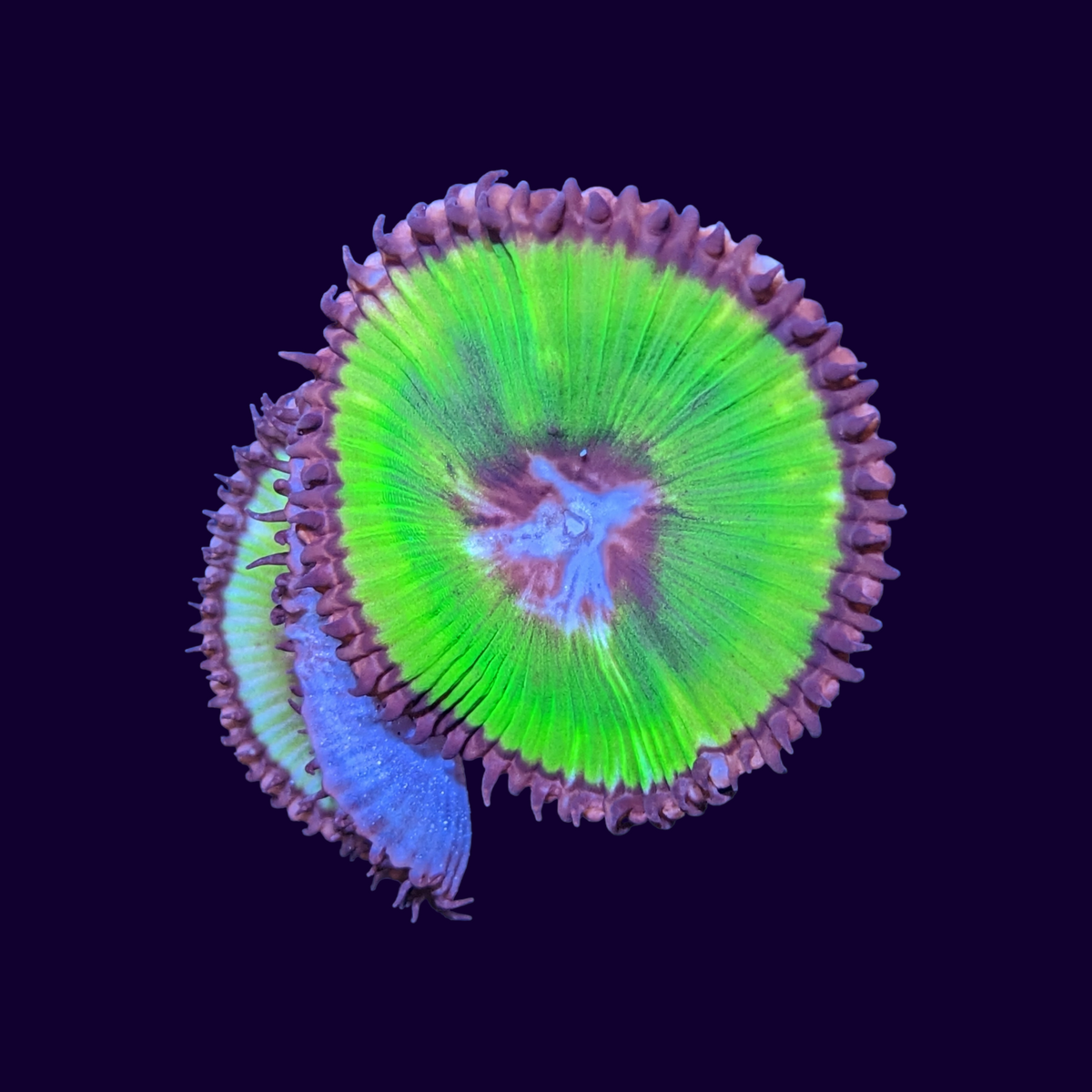 Grandis Paly Zoa 2 head (UK Grown) – thecoralcentre