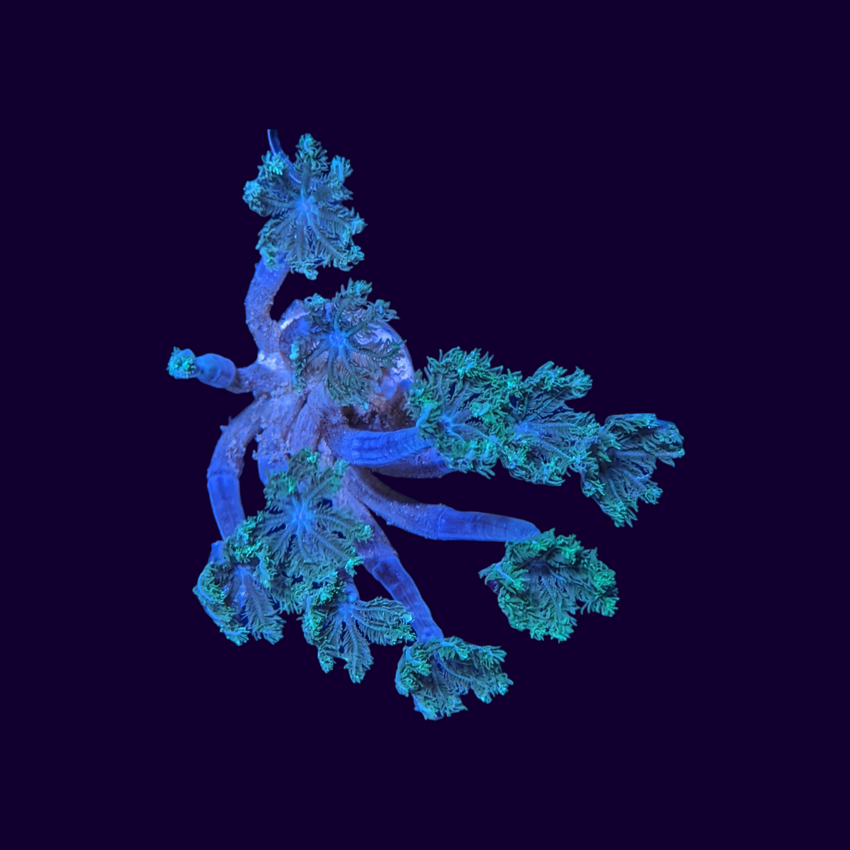 Clove Polyps – thecoralcentre