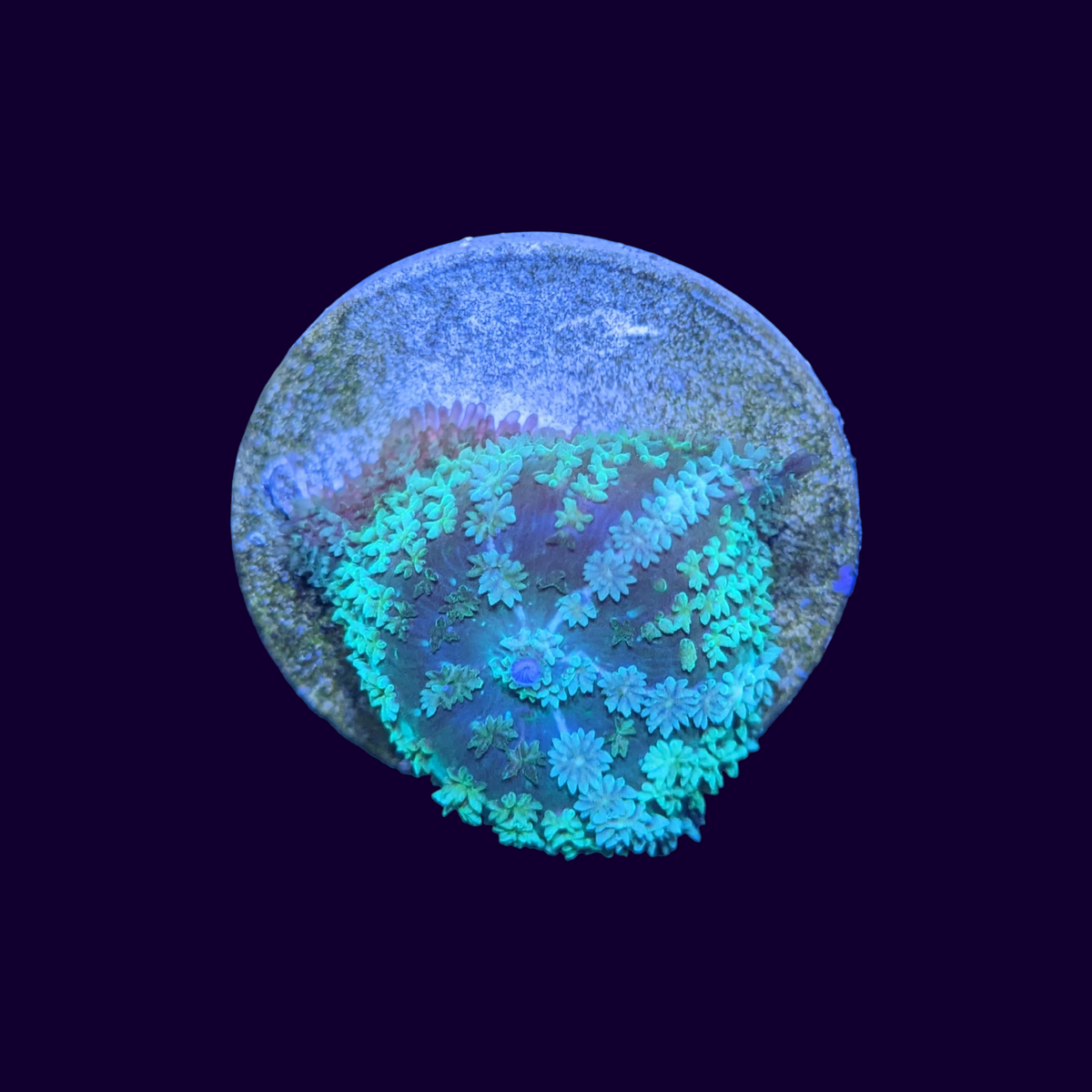 Green Hulk Rhodactis Mushroom – thecoralcentre