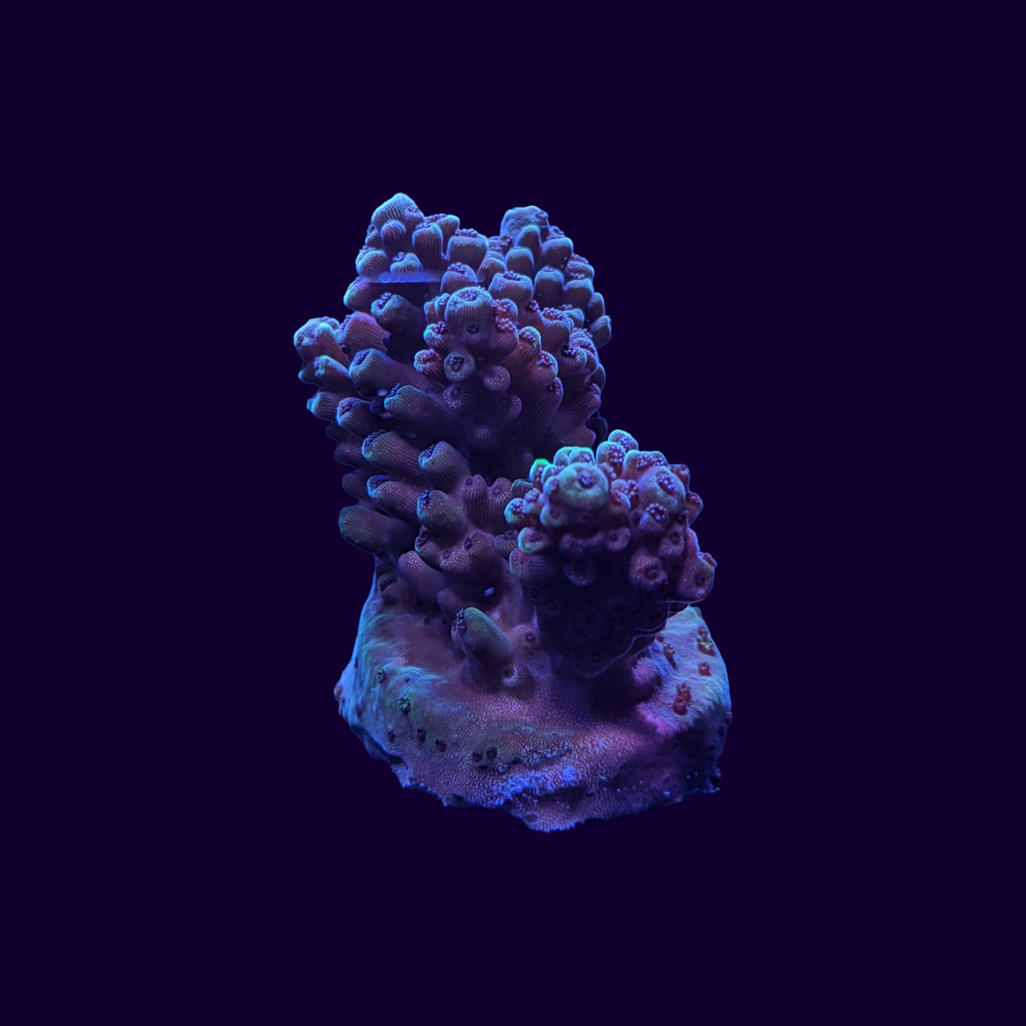 Acropora Frag – thecoralcentre