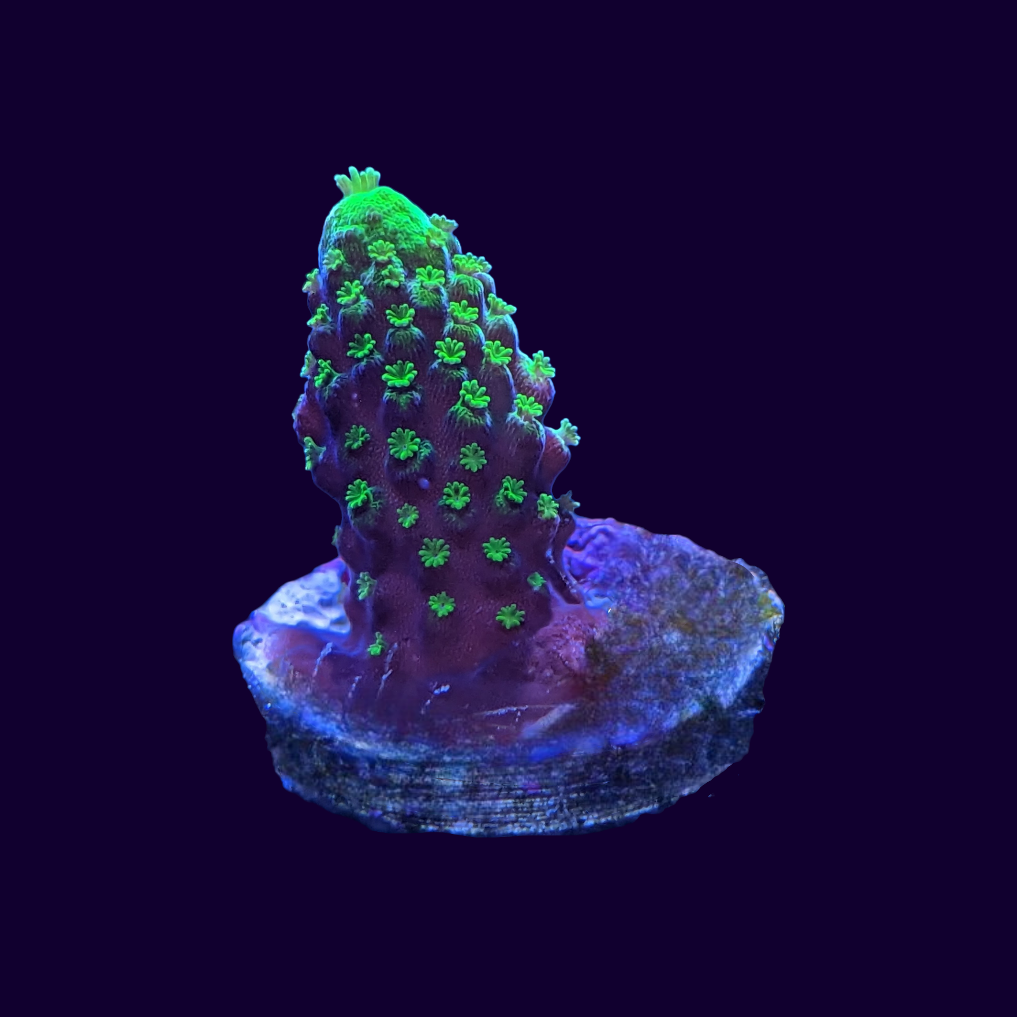 Candle light Stag Acropora Frag – thecoralcentre