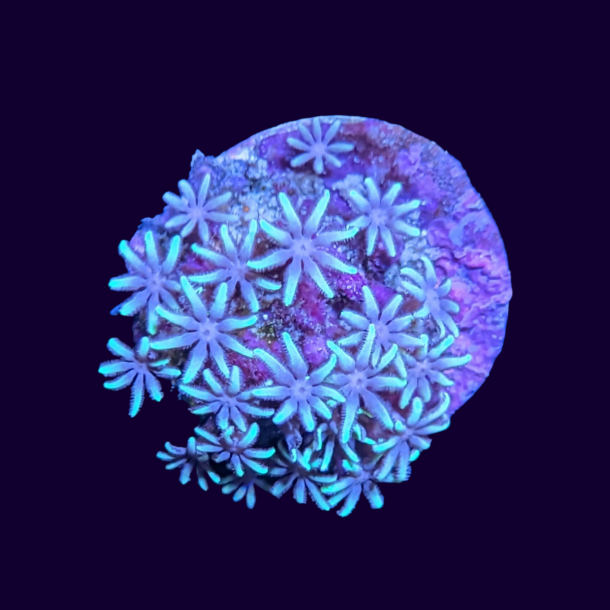 Green Star Polyp Frag – thecoralcentre