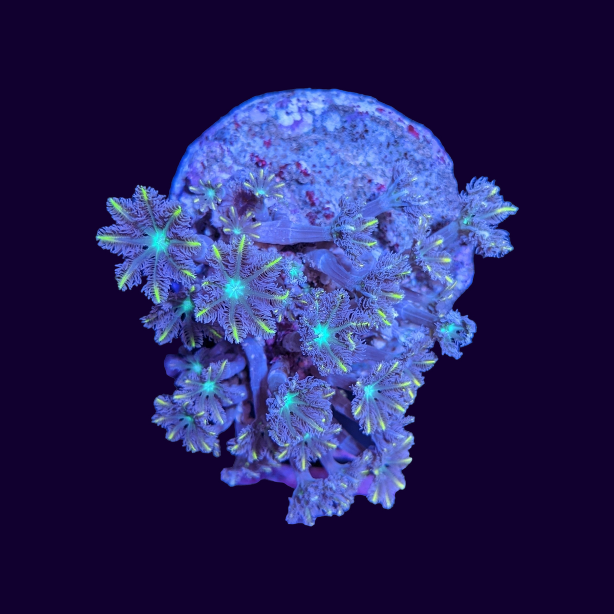 Gold Tip Clove Polyp Colony – thecoralcentre