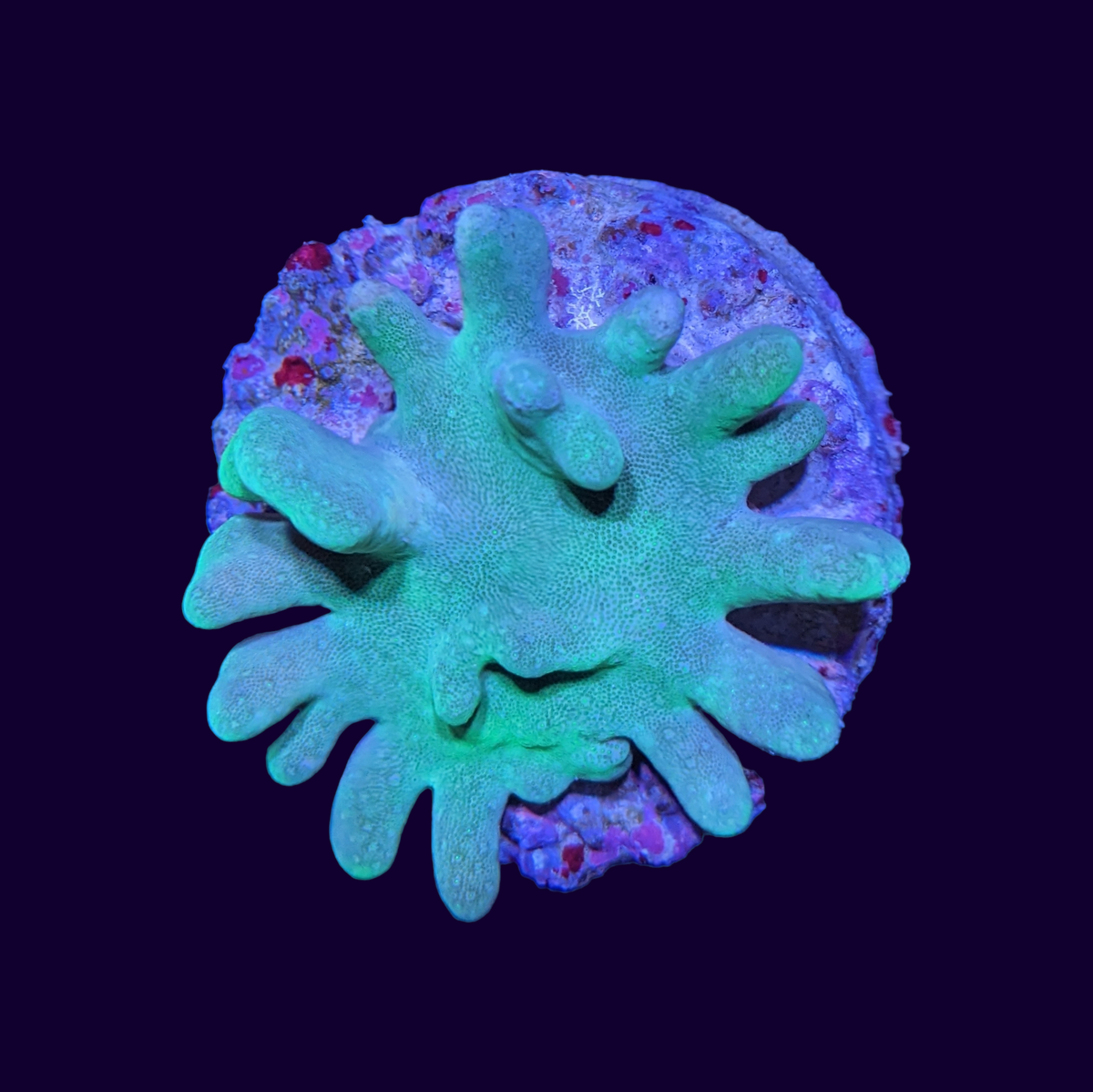 Green Lobophytum Leather – thecoralcentre