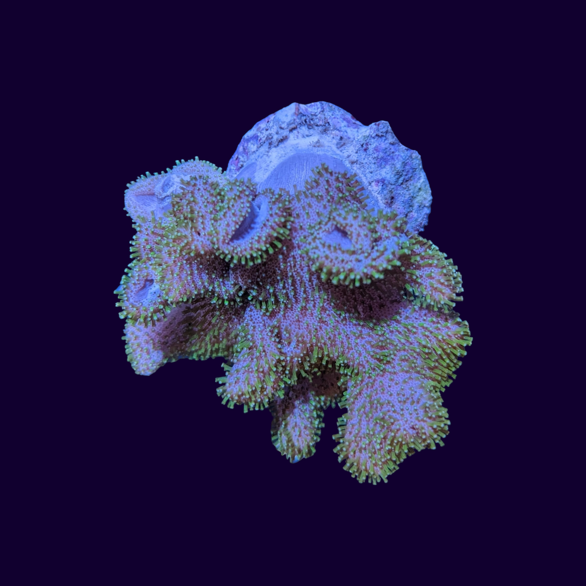 Green Polyp Lobophytum – thecoralcentre