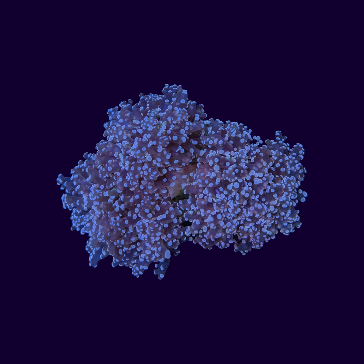 Pink Frogspawn Colony – thecoralcentre