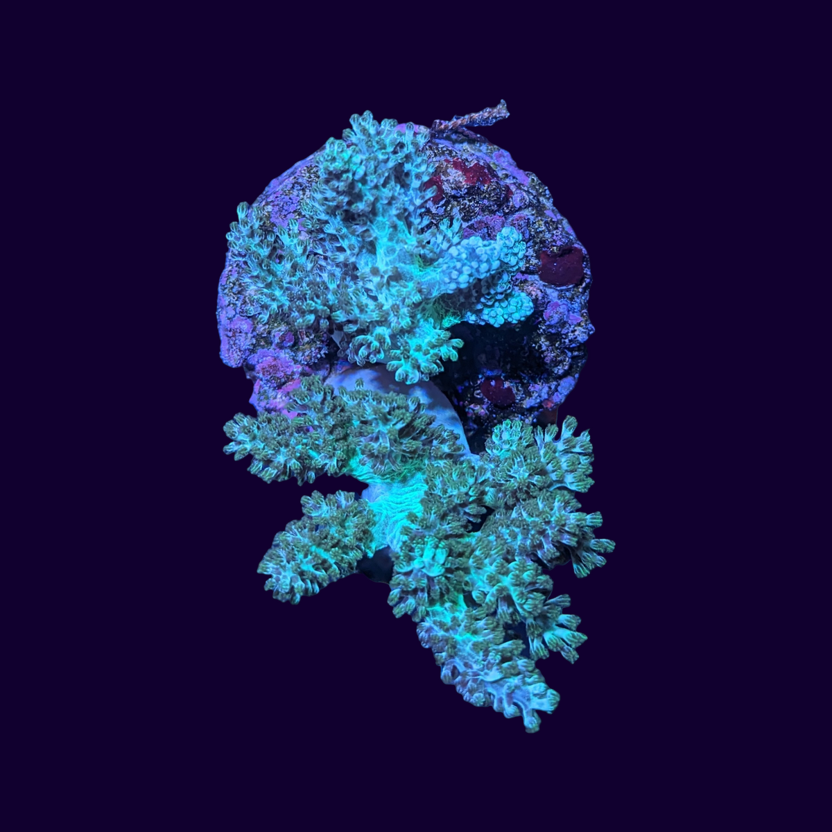 Sinularia Notanda Finger Leather – thecoralcentre