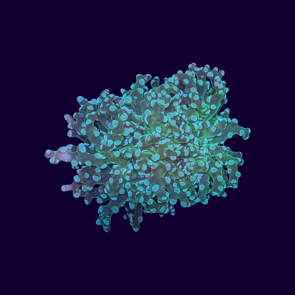 Gold Mouth Frogspawn Frag - 1 Head – thecoralcentre