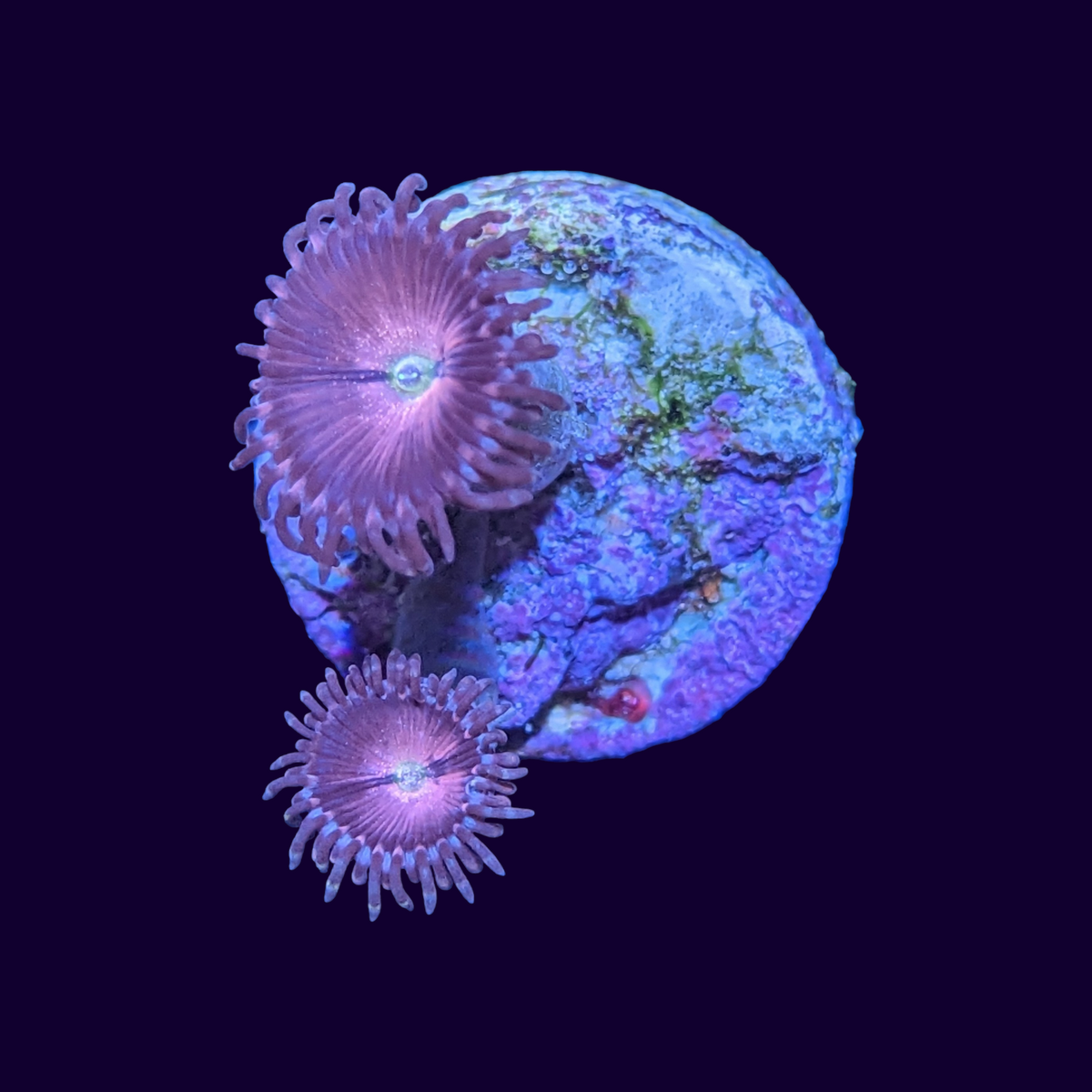 Purple Bee Zoa Frag – thecoralcentre