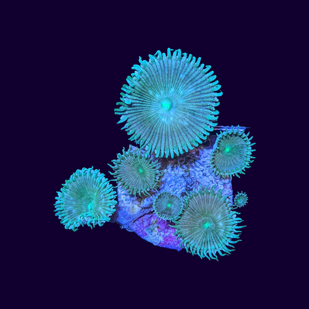 Green Paly Frag – thecoralcentre
