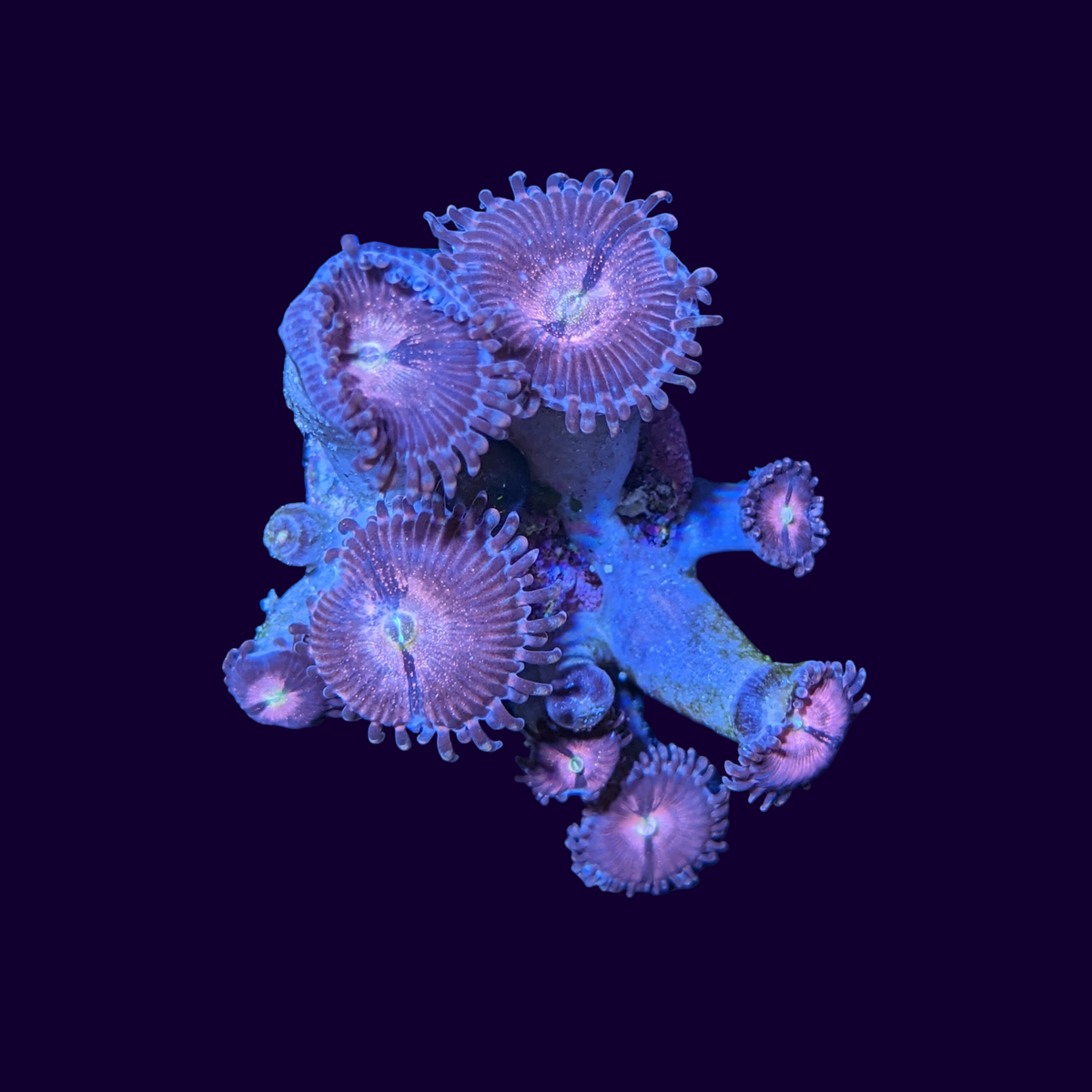 Purple Bee Zoa Frag – thecoralcentre