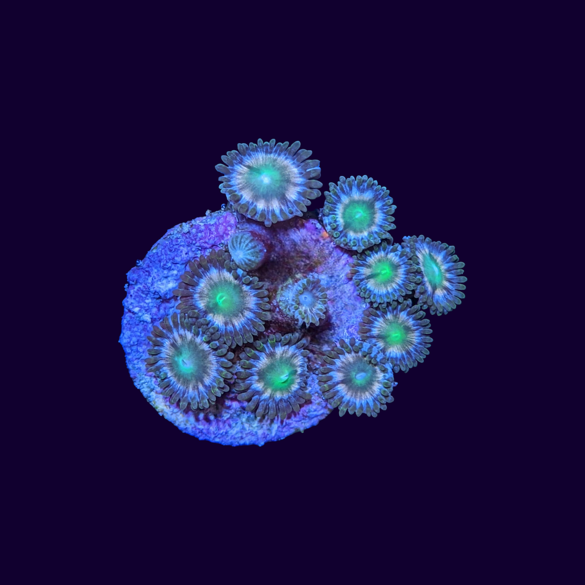 Hawaiian Punch Zoa Frag – thecoralcentre