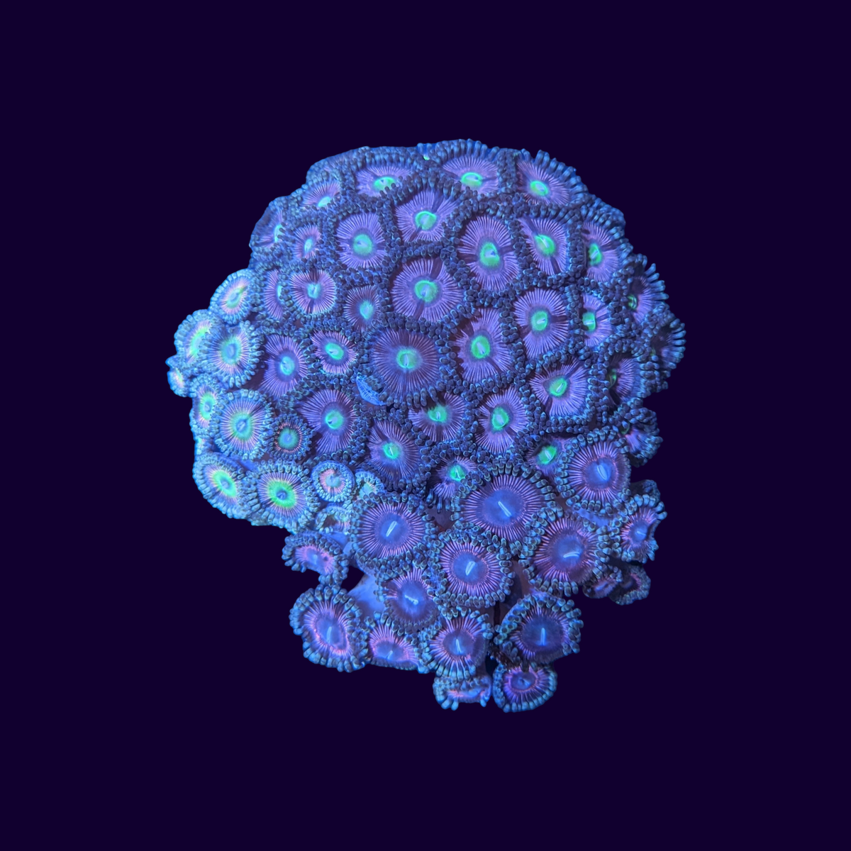 Mixed Zoa Colony - Collection Only – thecoralcentre