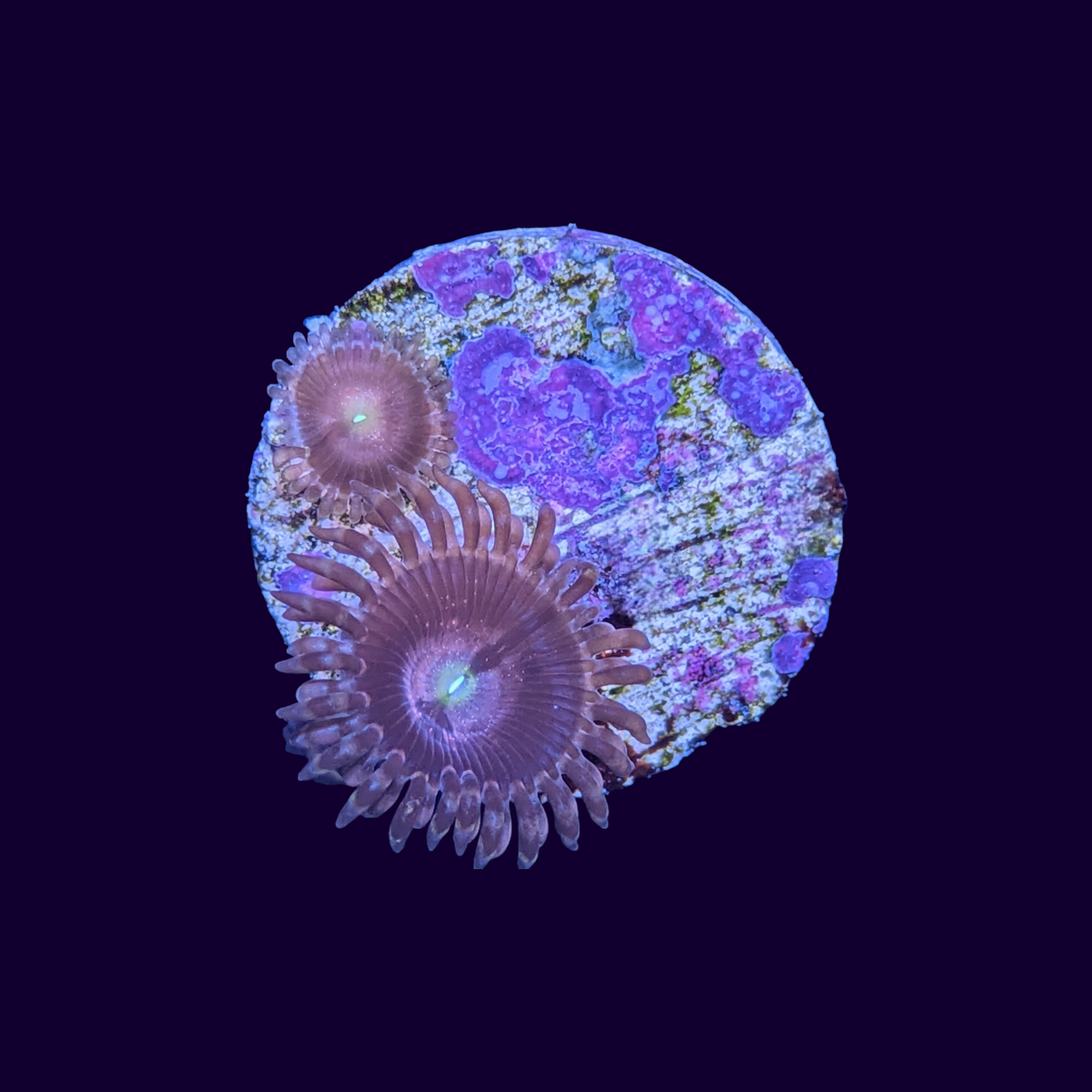 Purple Bee Zoa Frag – thecoralcentre