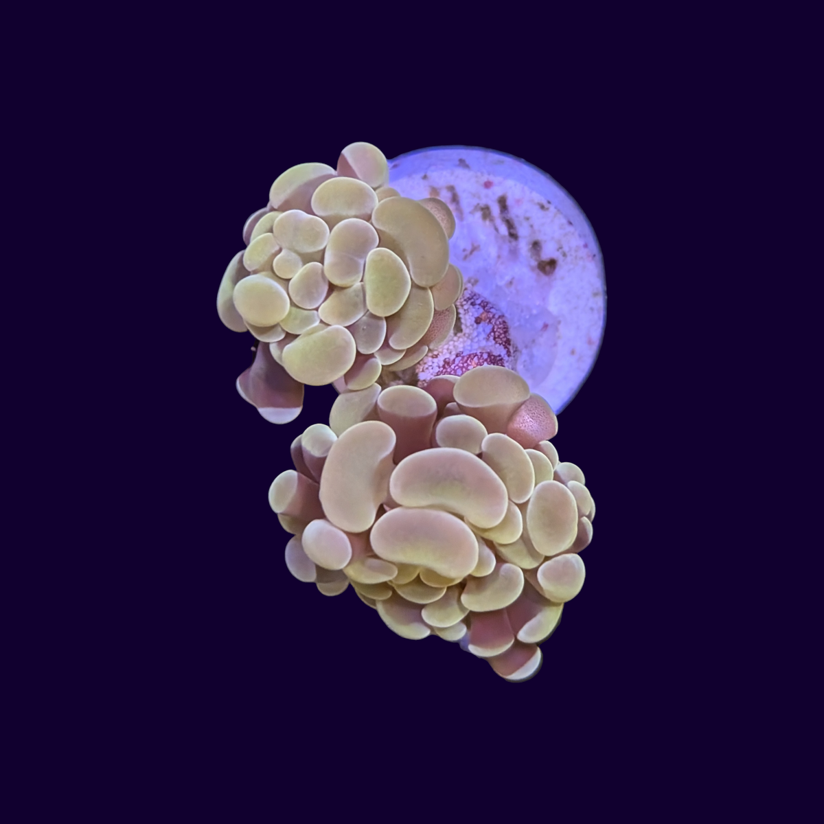 Double Head Gold Hammer Frag – thecoralcentre