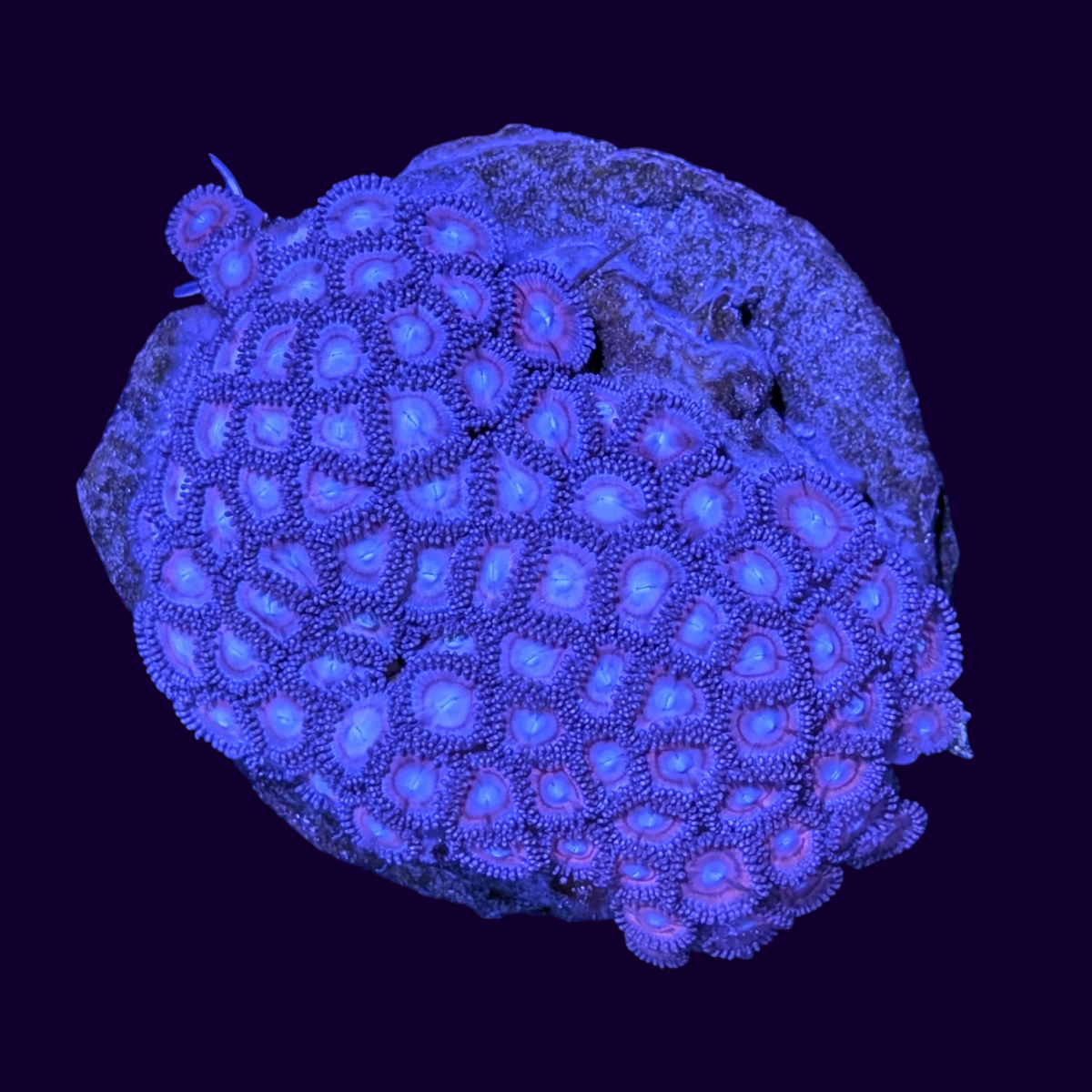 Zoa Colony - Collection Only – thecoralcentre