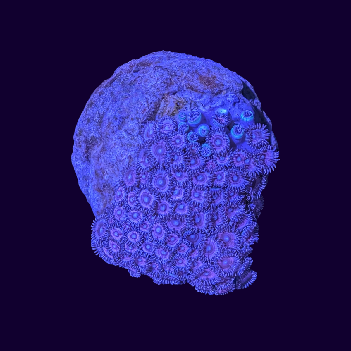 Zoa Colony - Collection Only – thecoralcentre