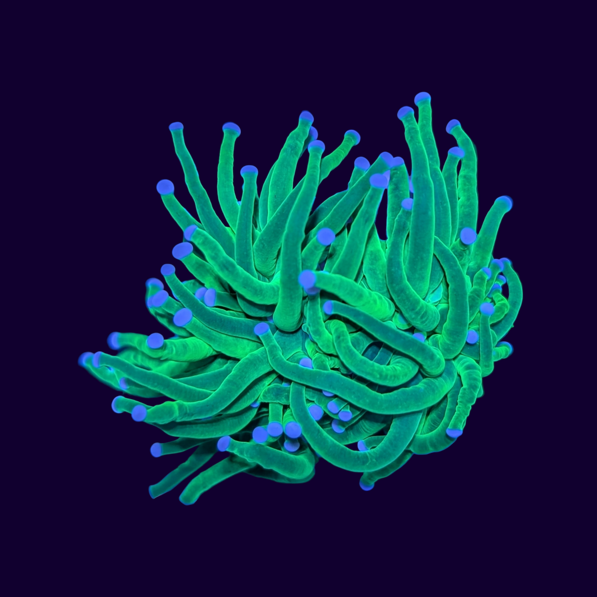 Blue Tip Torch Frag - 2 Head – thecoralcentre