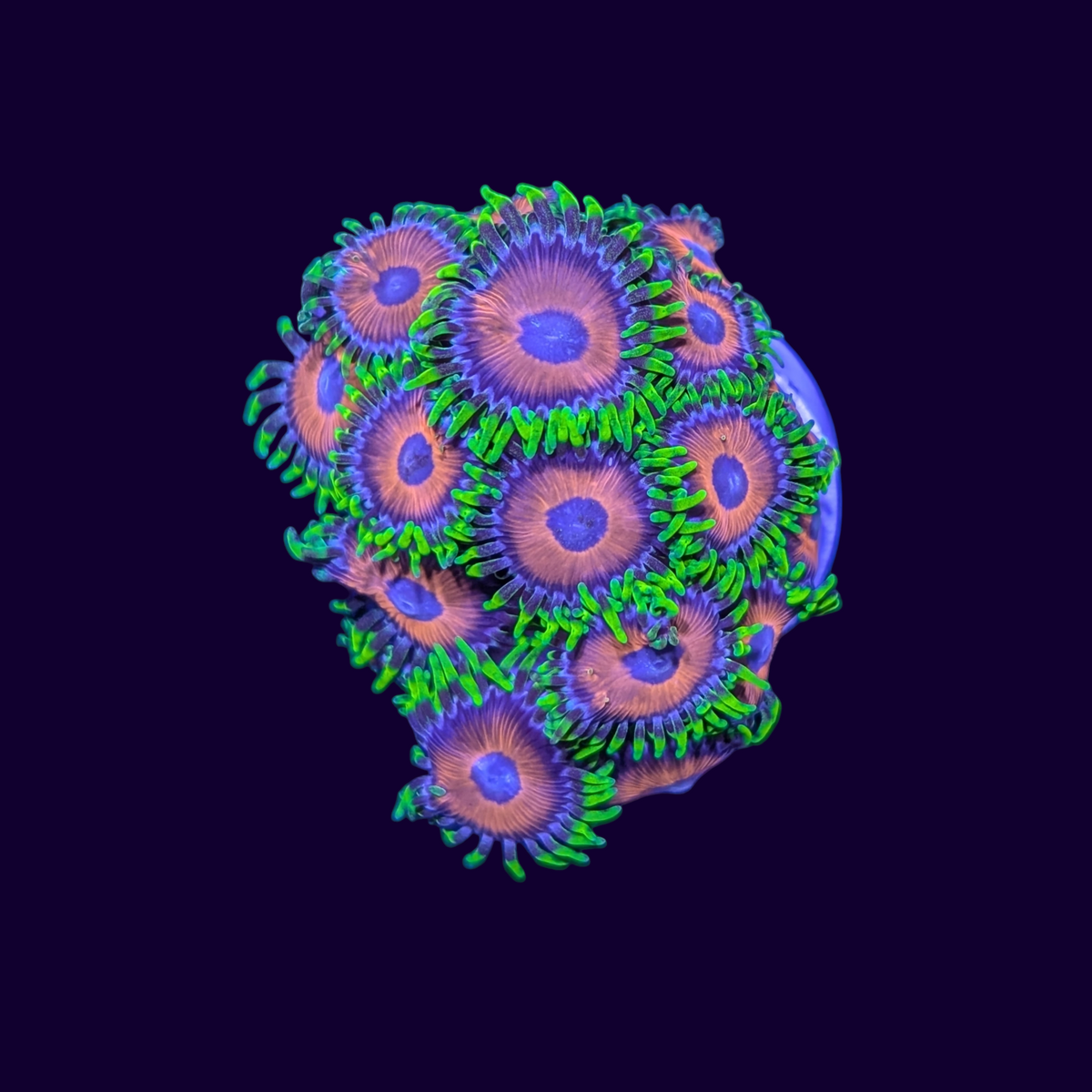 Pink Diamond Zoa Coral – thecoralcentre