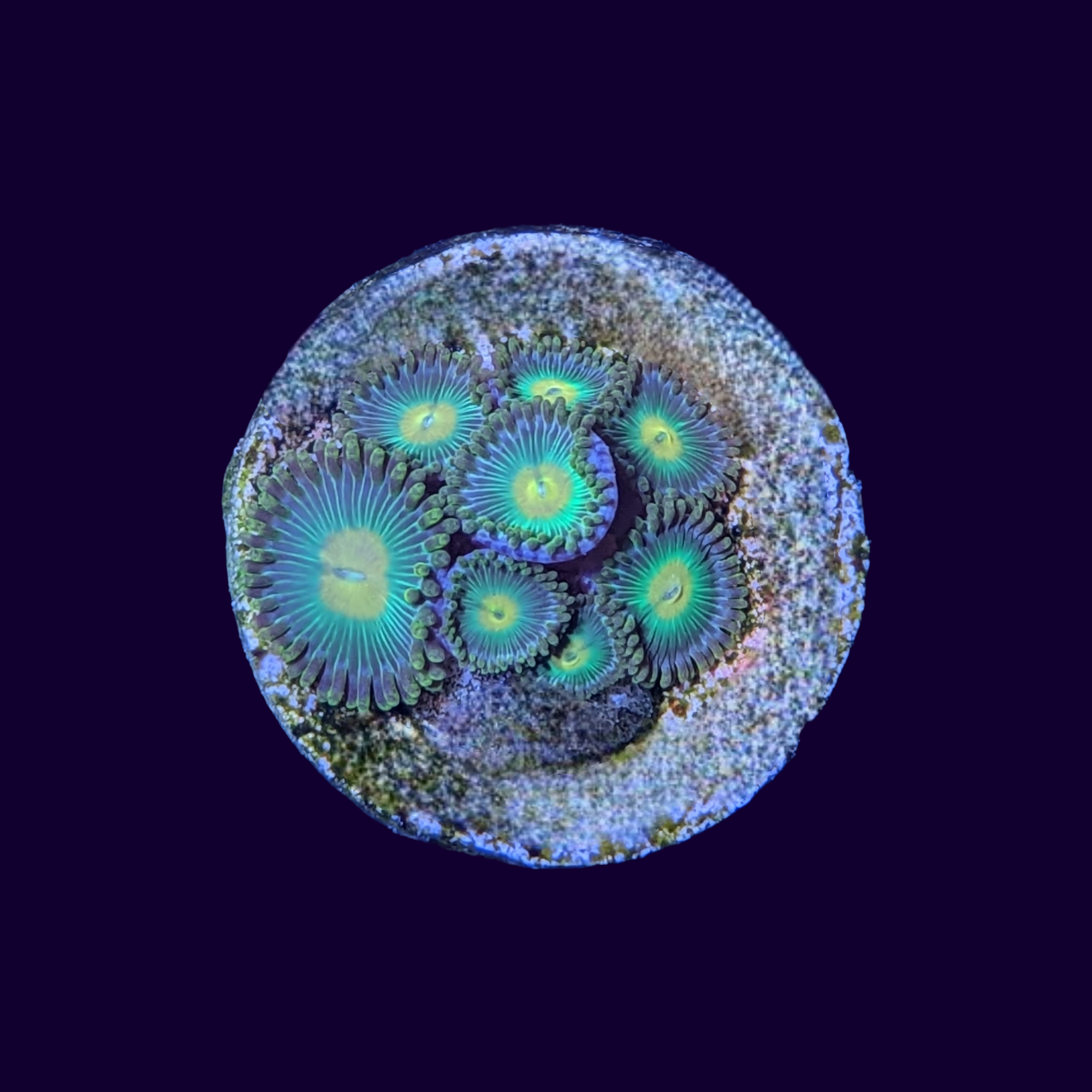 John Deere Zoa Frag – thecoralcentre