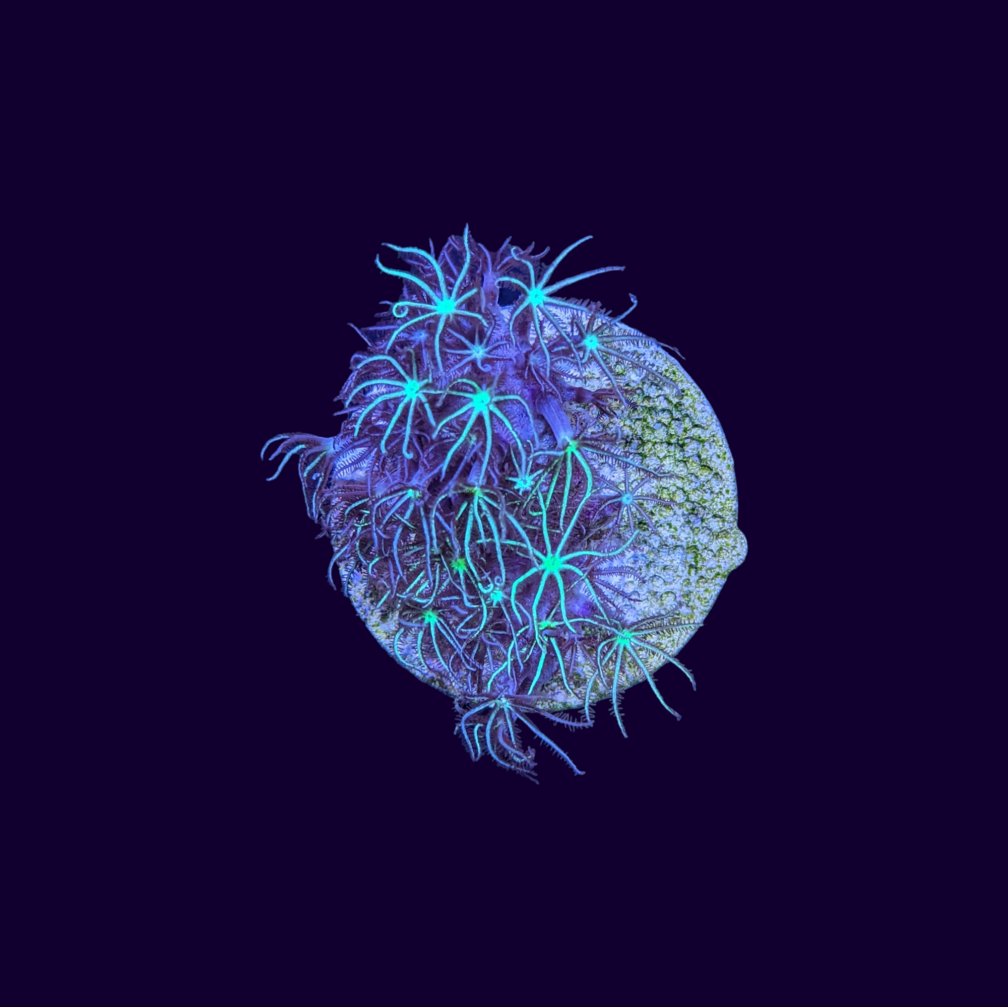 Long Polyp Green Star Polyp – thecoralcentre