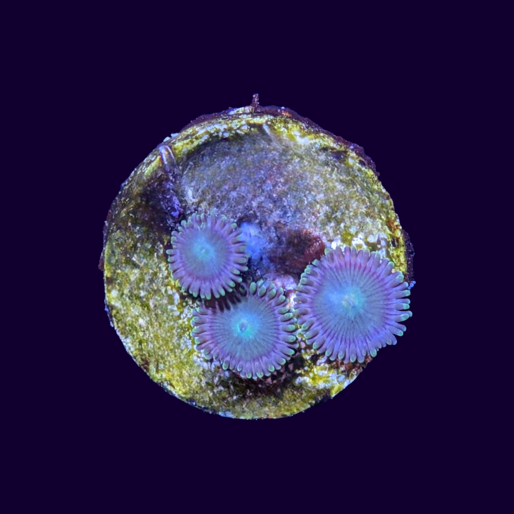 Zoa Frag – thecoralcentre
