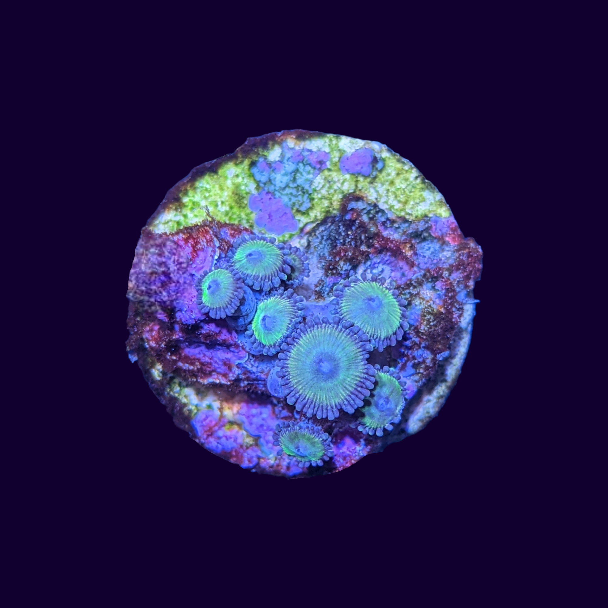 Zoas Frag – thecoralcentre
