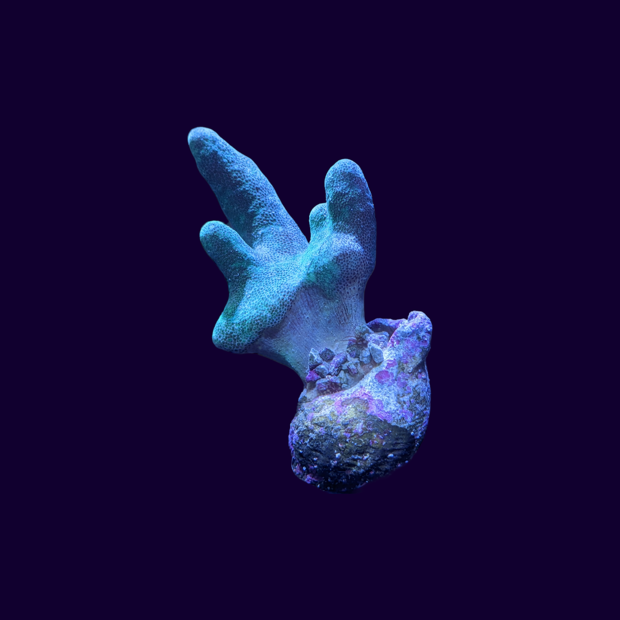 Aquacultured Green Toadstool – thecoralcentre