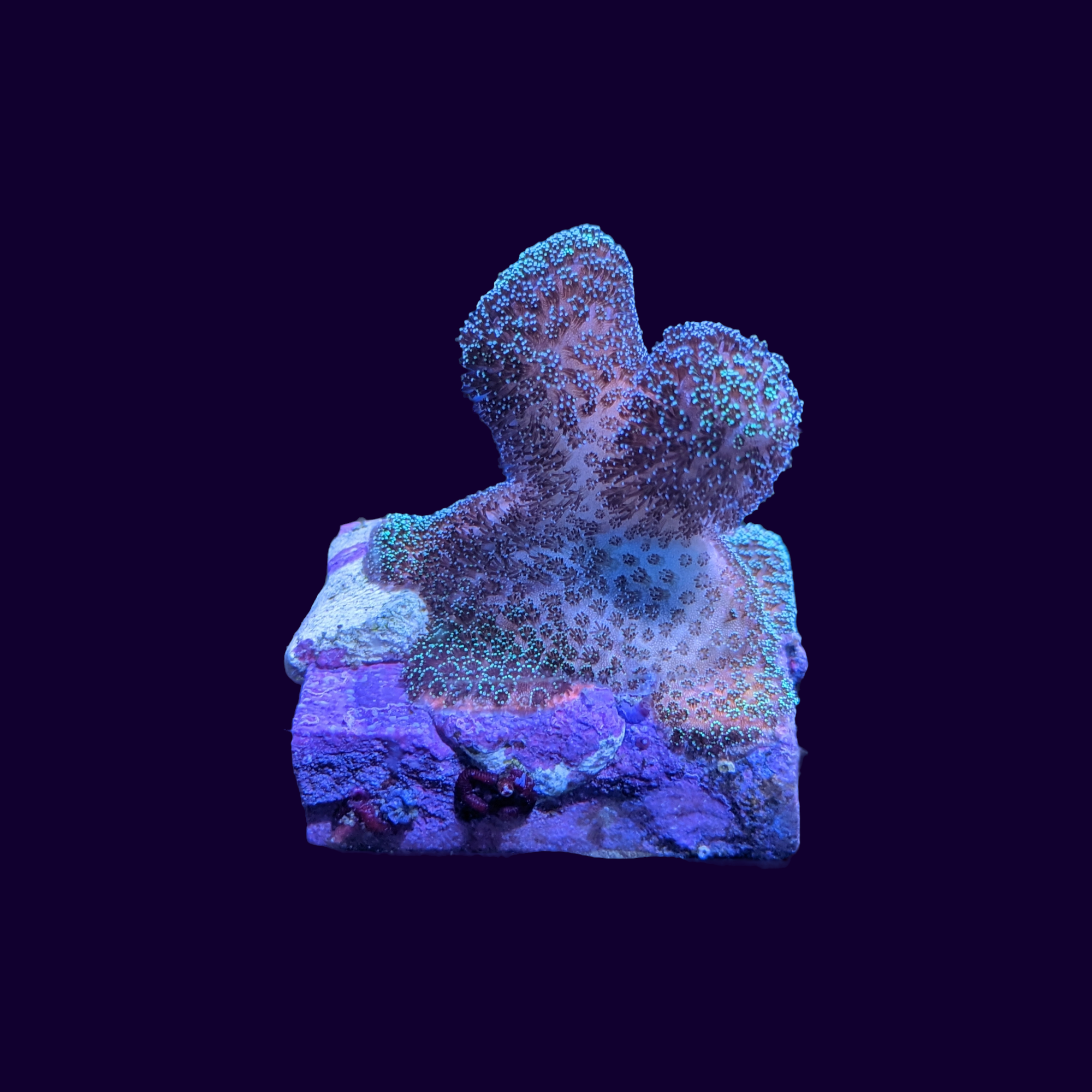 Stylophora – thecoralcentre