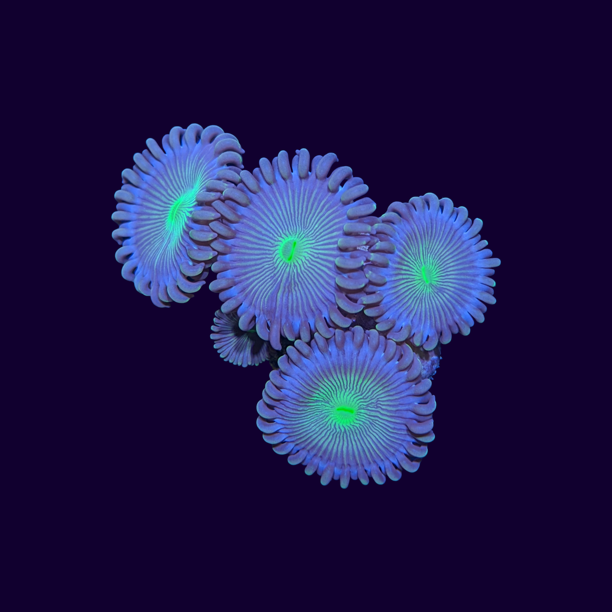 Zoa Frag – thecoralcentre