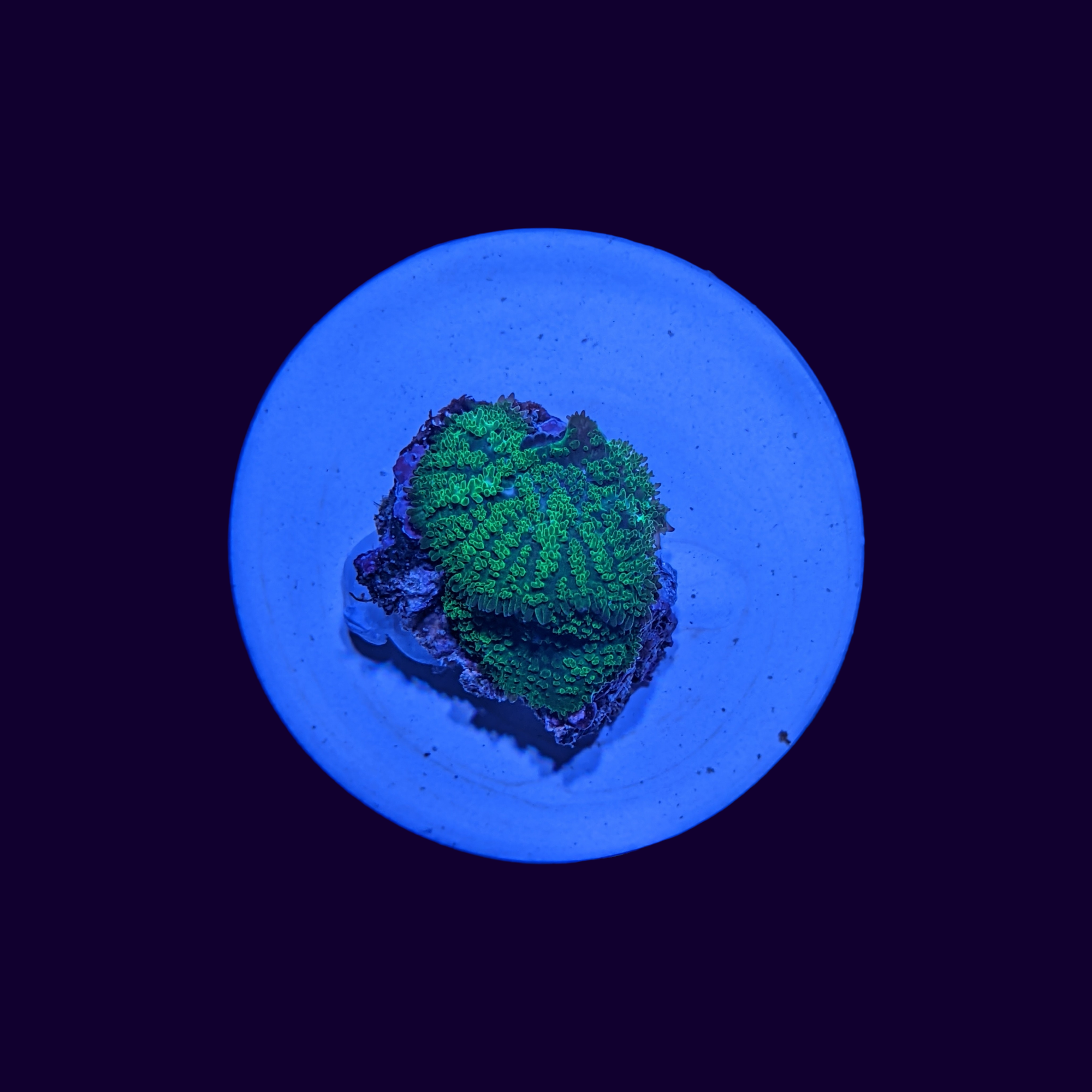 Fuzzy Green Rhodactis Mushroom – thecoralcentre