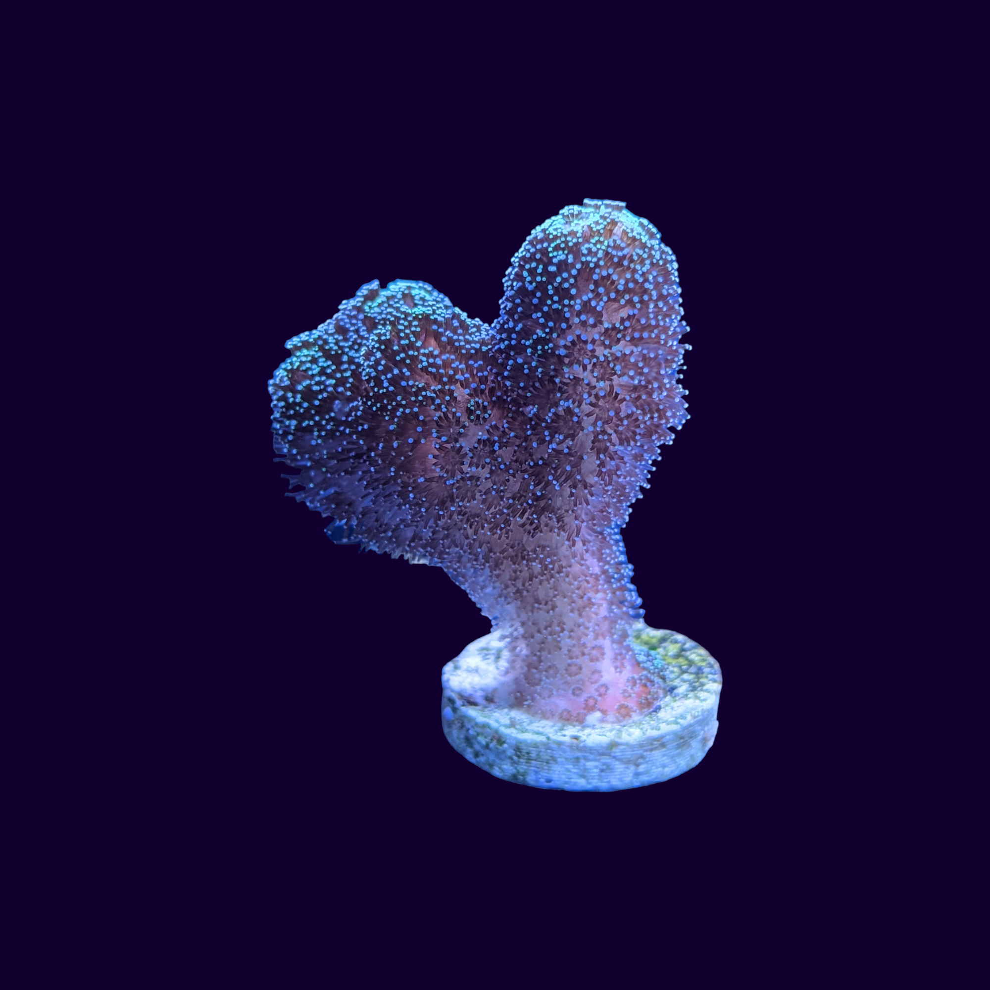 Stylophora – thecoralcentre