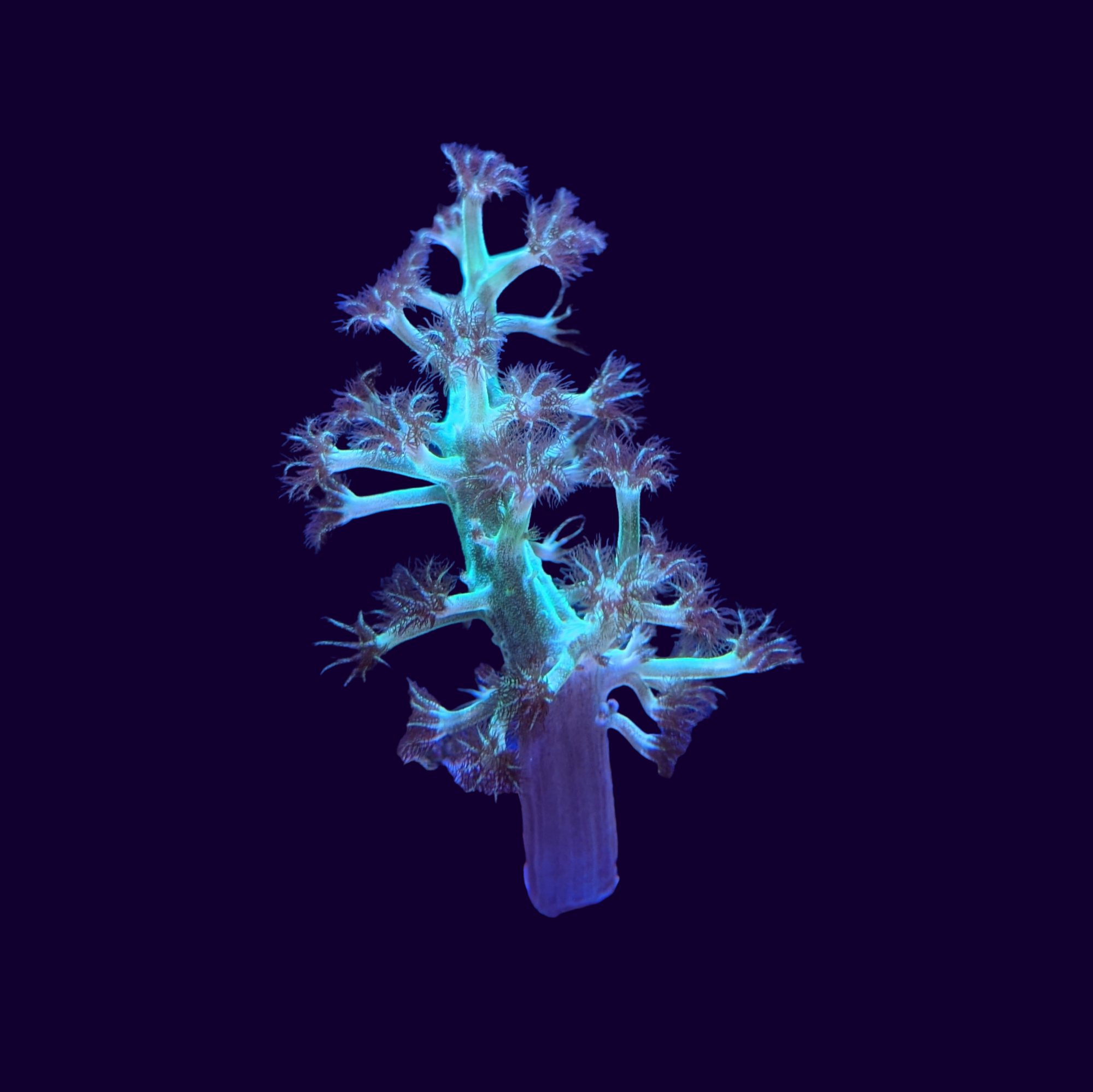 Green Kenya Tree (UK Grown) – thecoralcentre