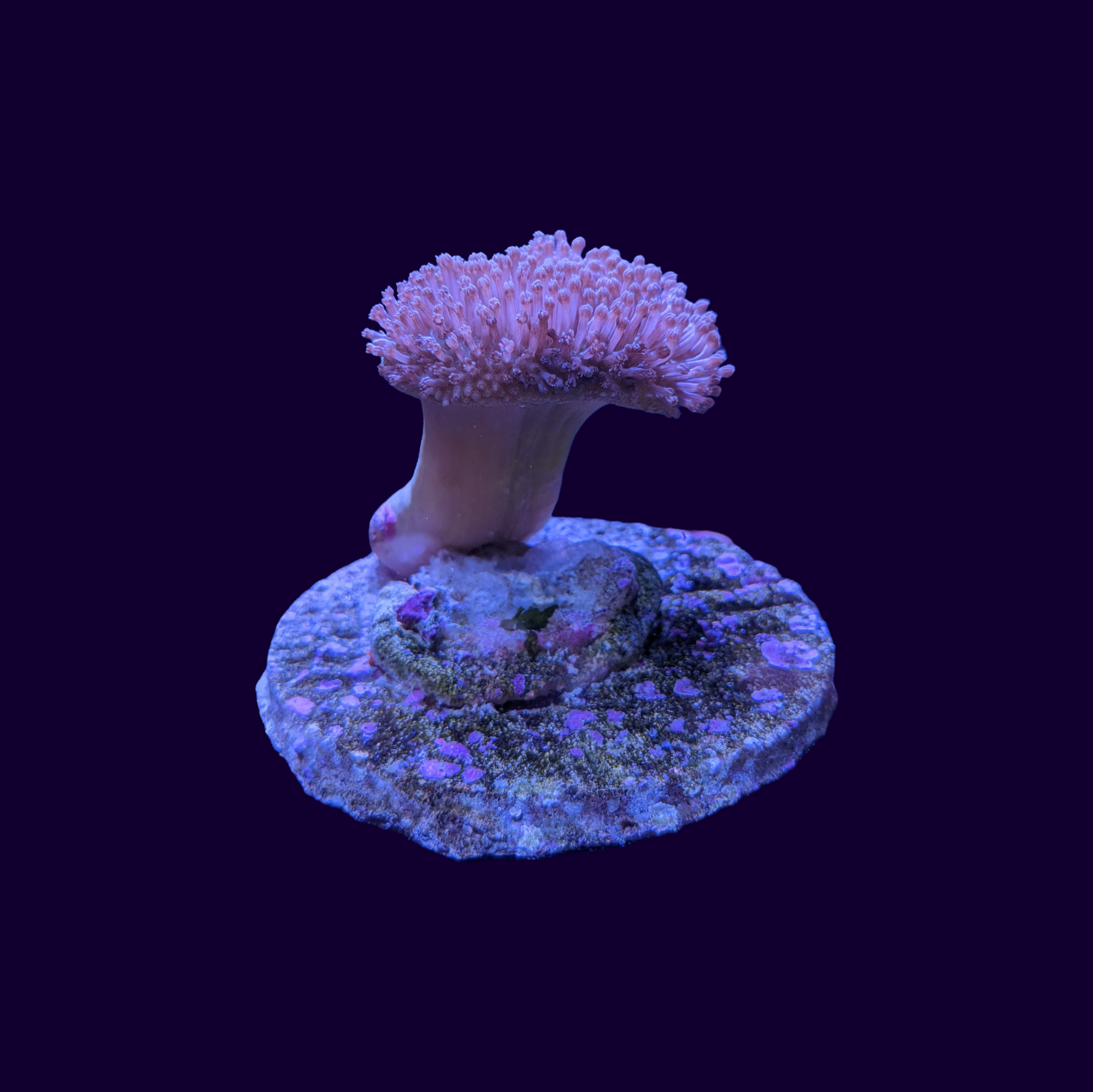 Toadstool Frag – thecoralcentre