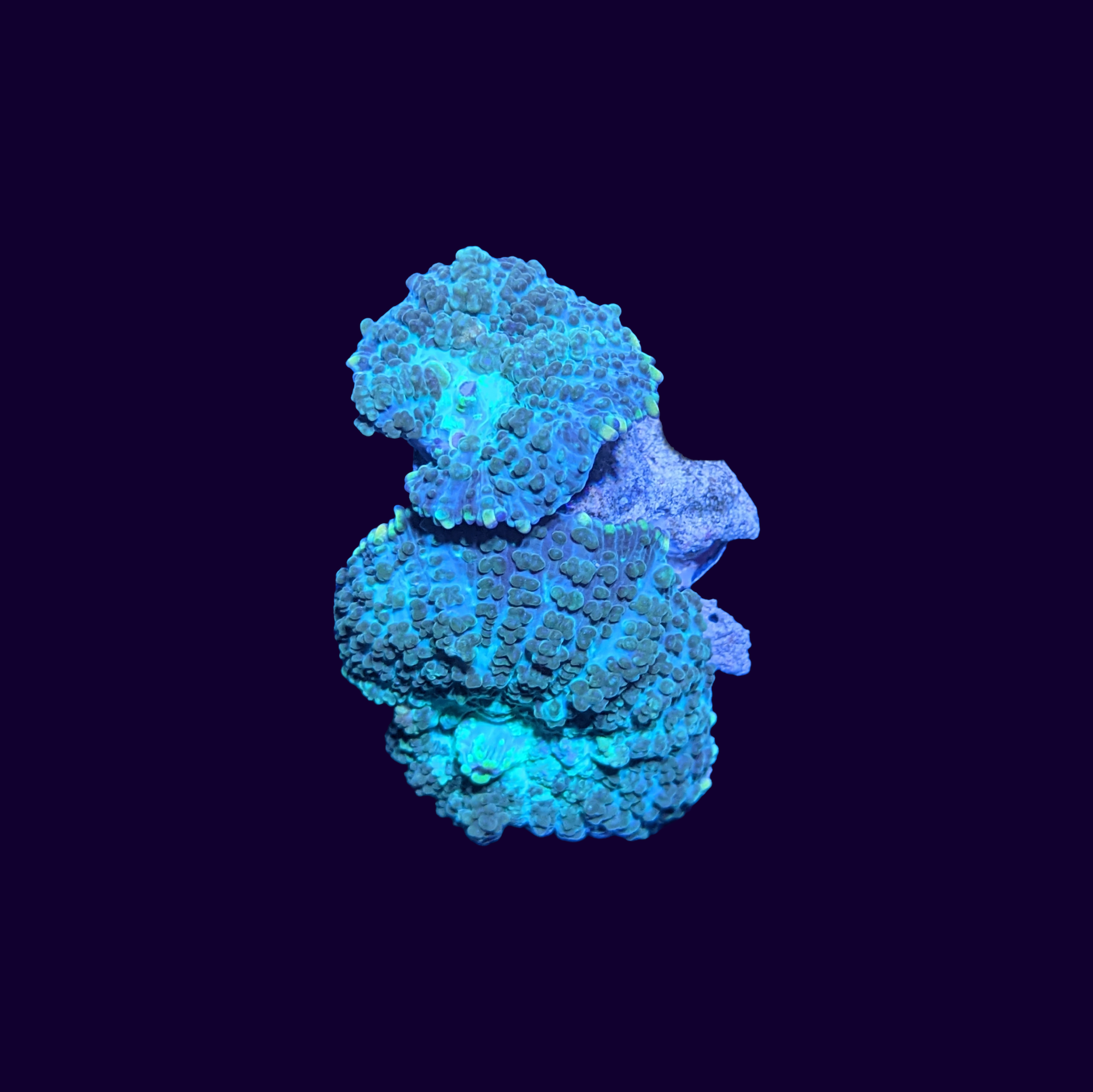 Green fuzzy Rhodactis Mushroom – thecoralcentre