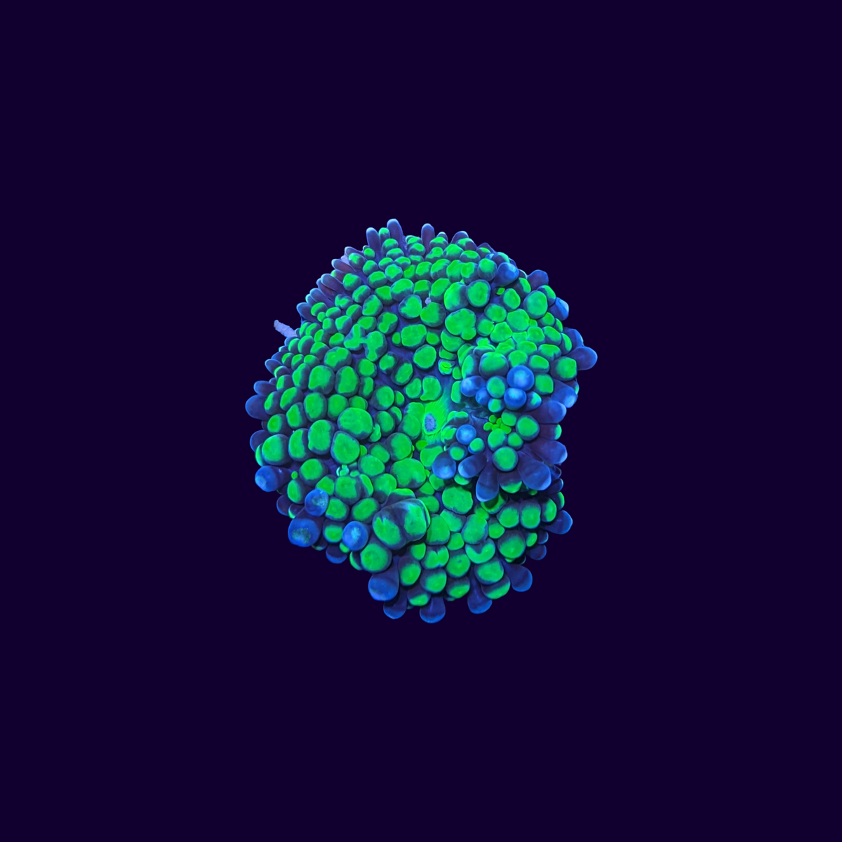 Neon Green Ricordea Florida Mushroom – thecoralcentre
