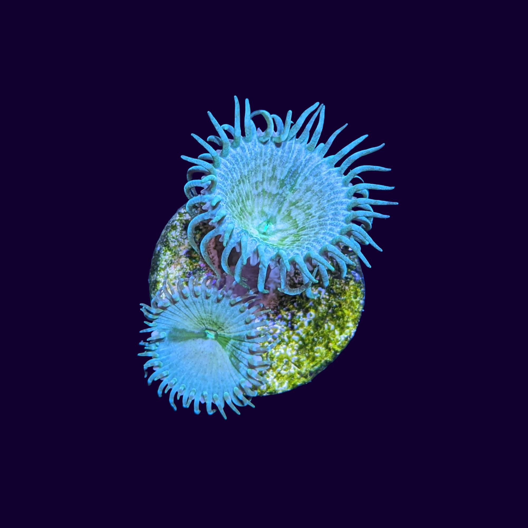 Green Paly – thecoralcentre