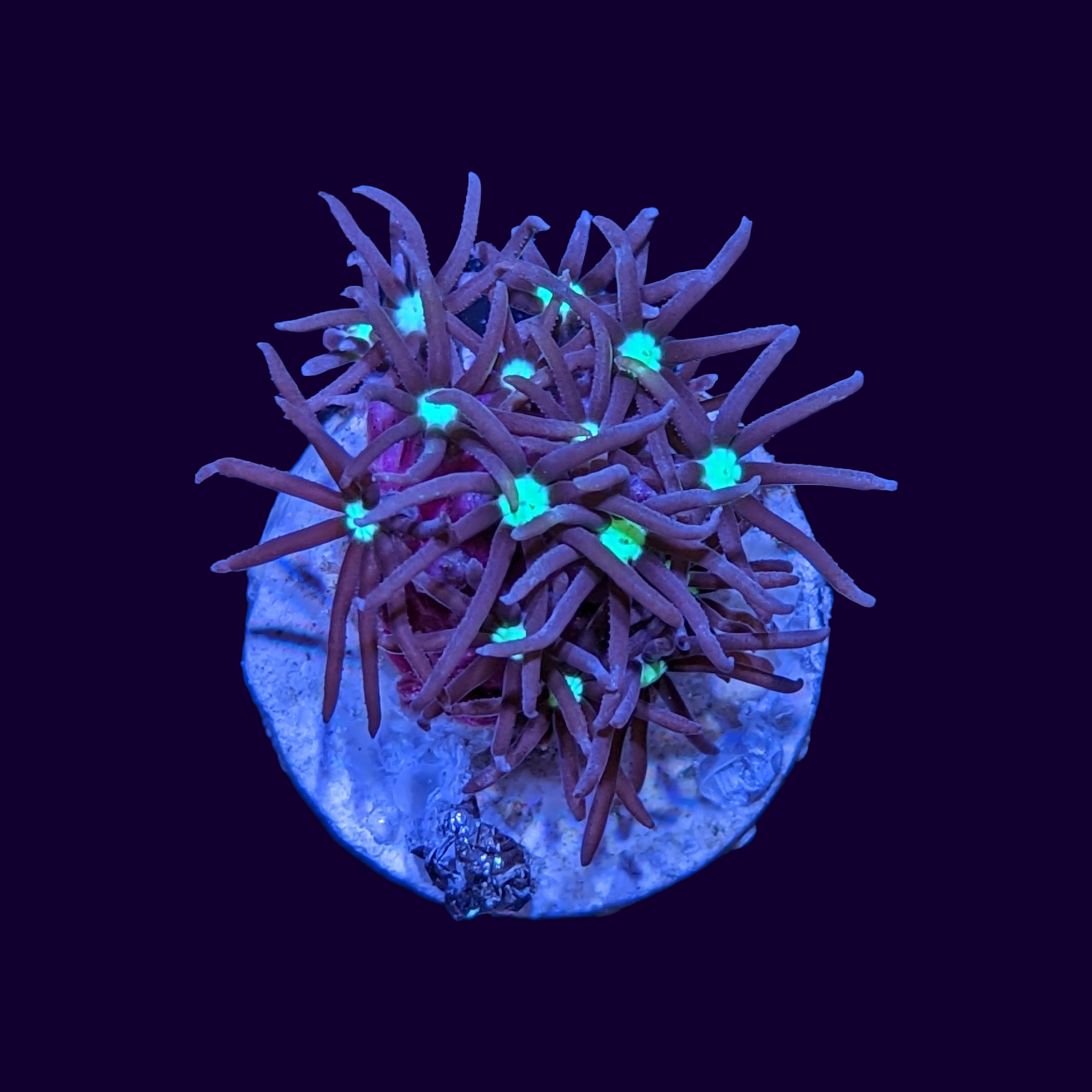 Green Star Polyp Frag – thecoralcentre