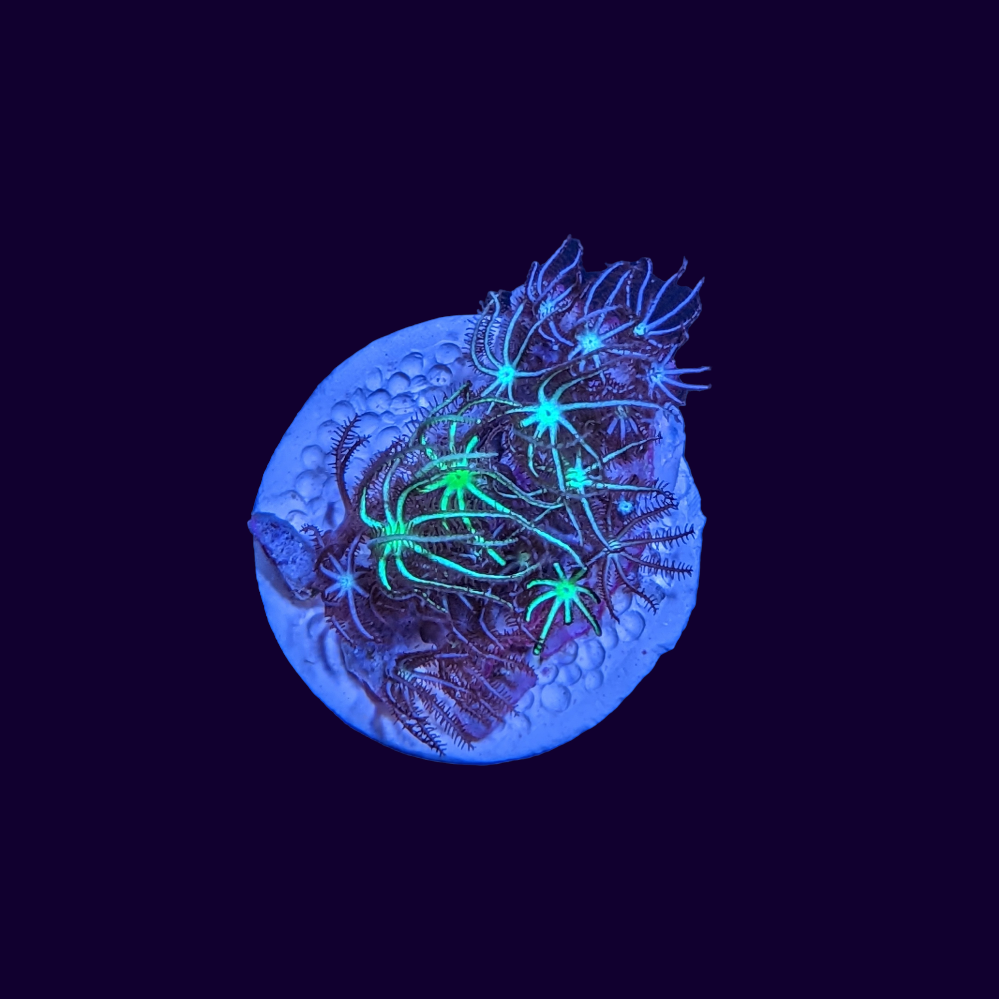 Long Polyp Green Star Polyp – thecoralcentre