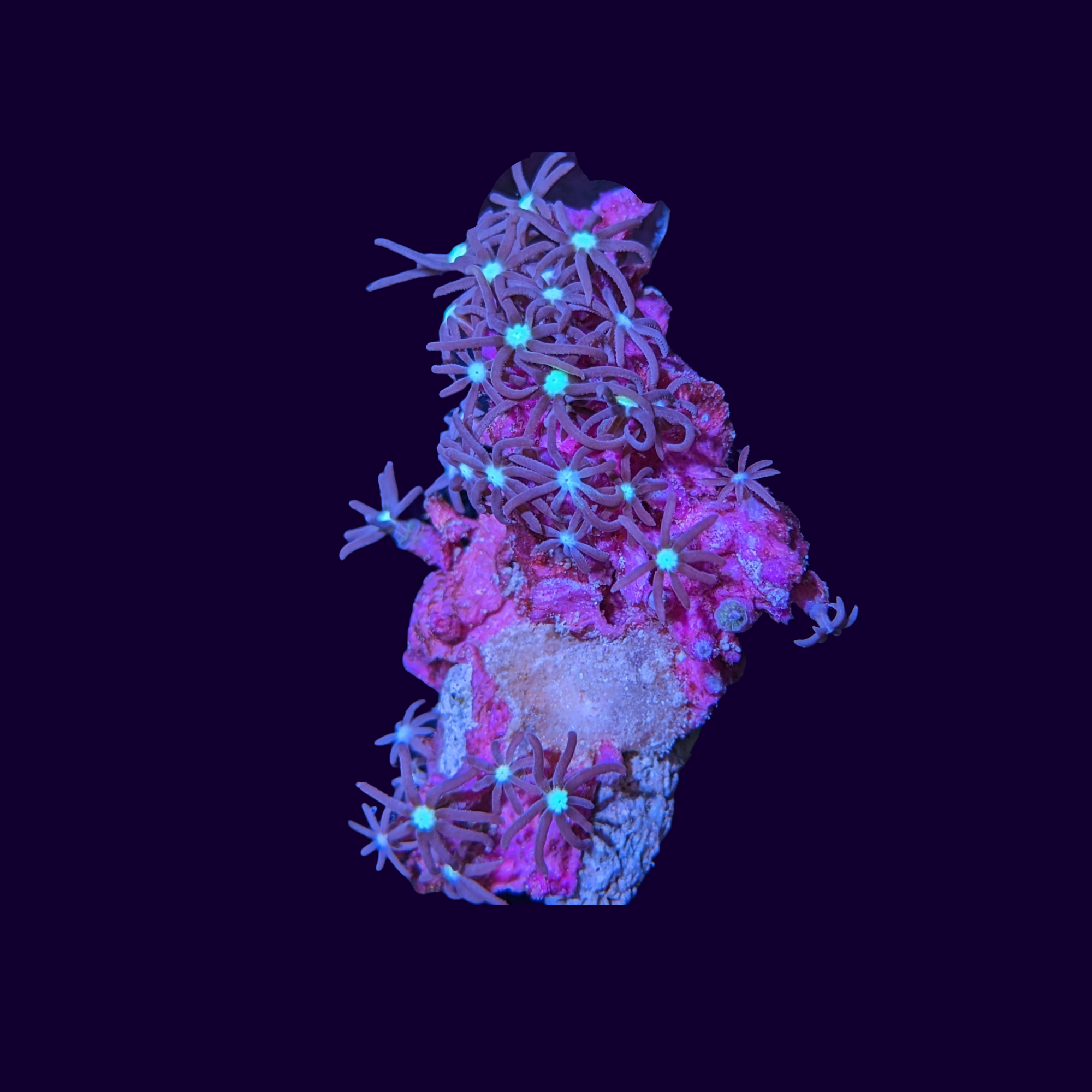 Green Star Polyp Frag – thecoralcentre