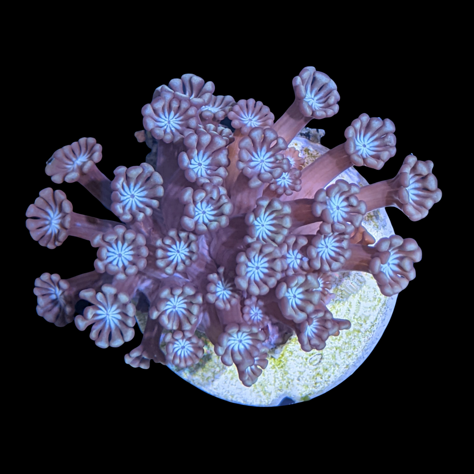 Alveopora – thecoralcentre