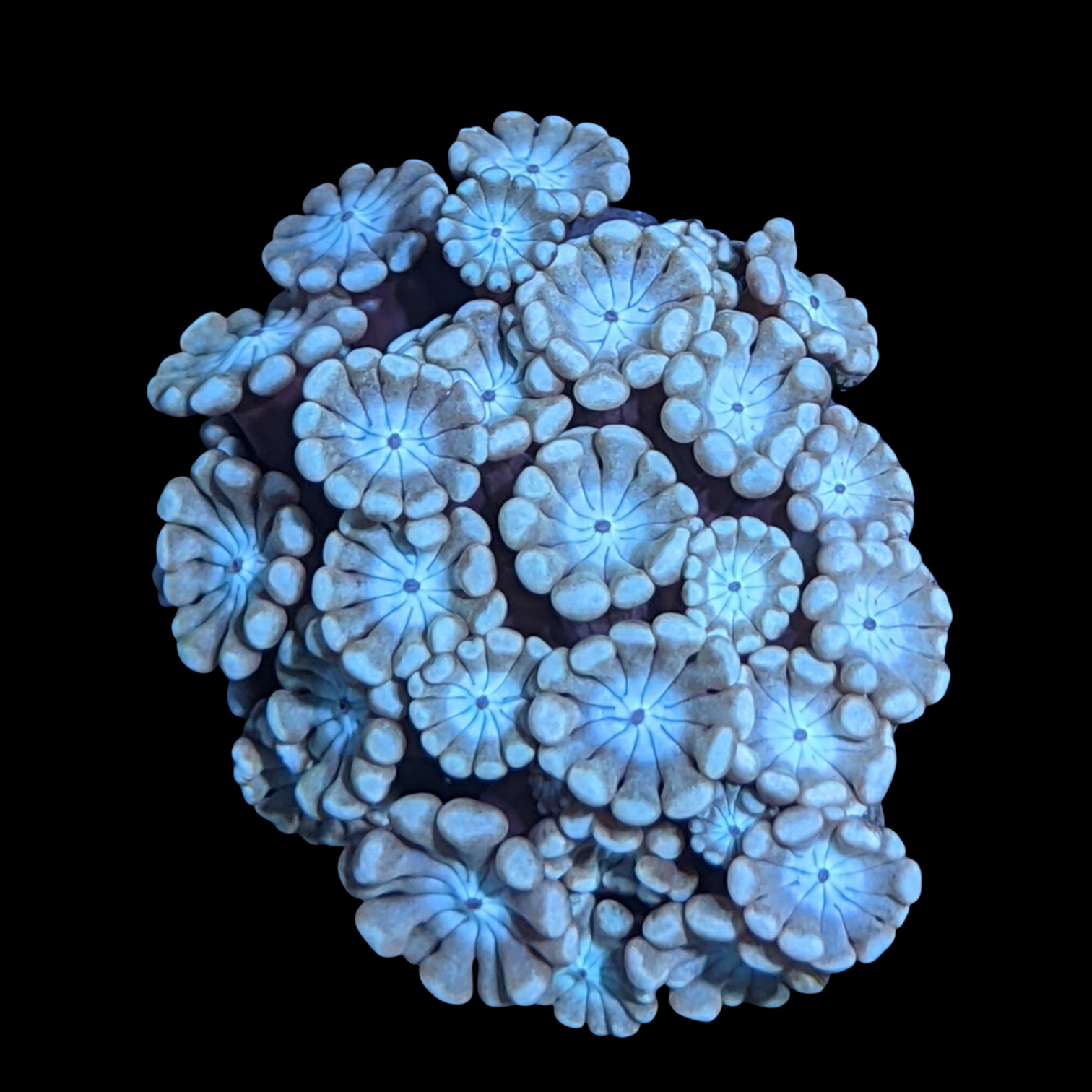 Alveopora – thecoralcentre