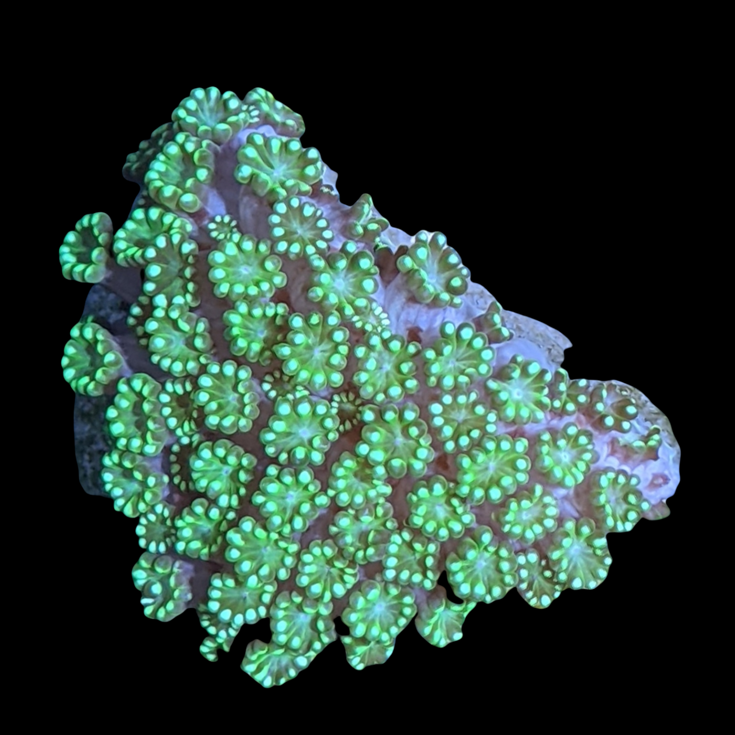 Alveopora – thecoralcentre